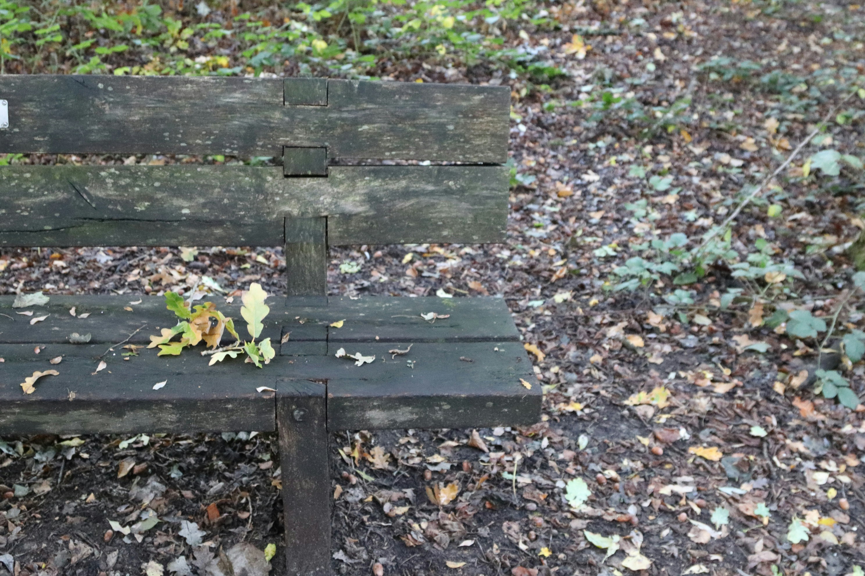 Whispers of Nature: The Forgotten Bench