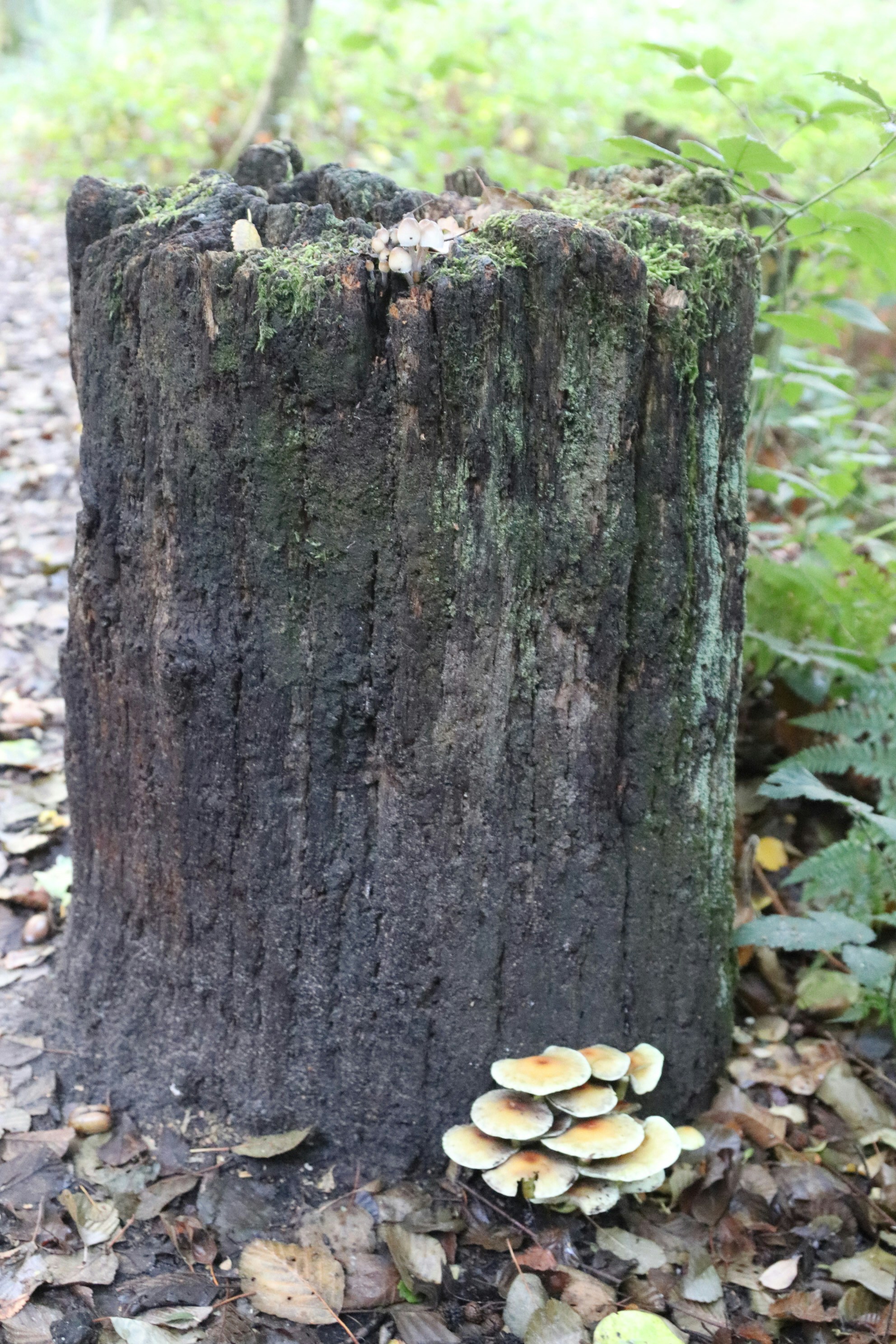 Mushrooms growing on a mossy tree stump in a forest. photo – Free ...
