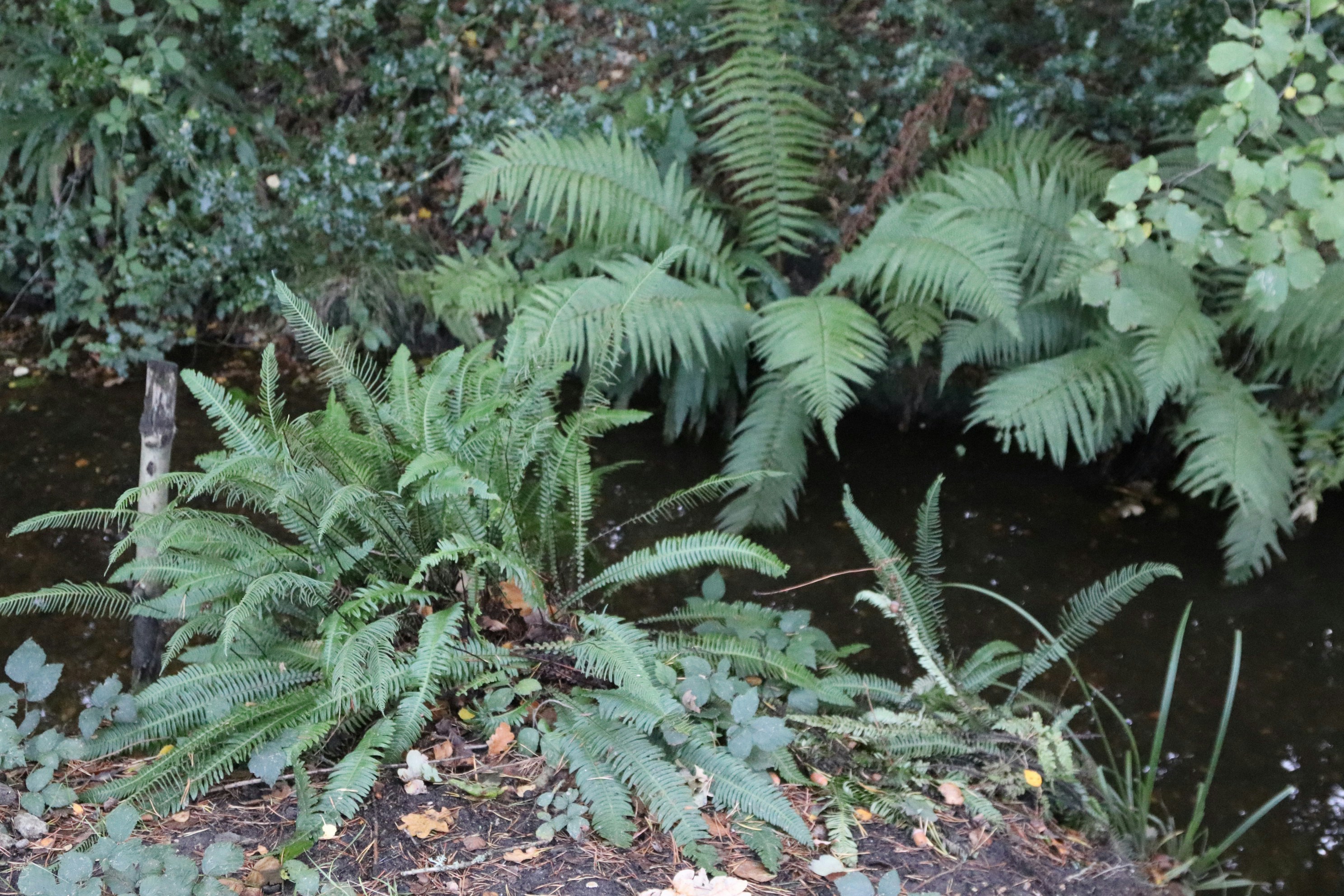 Whispers of the Ferns by the Stream