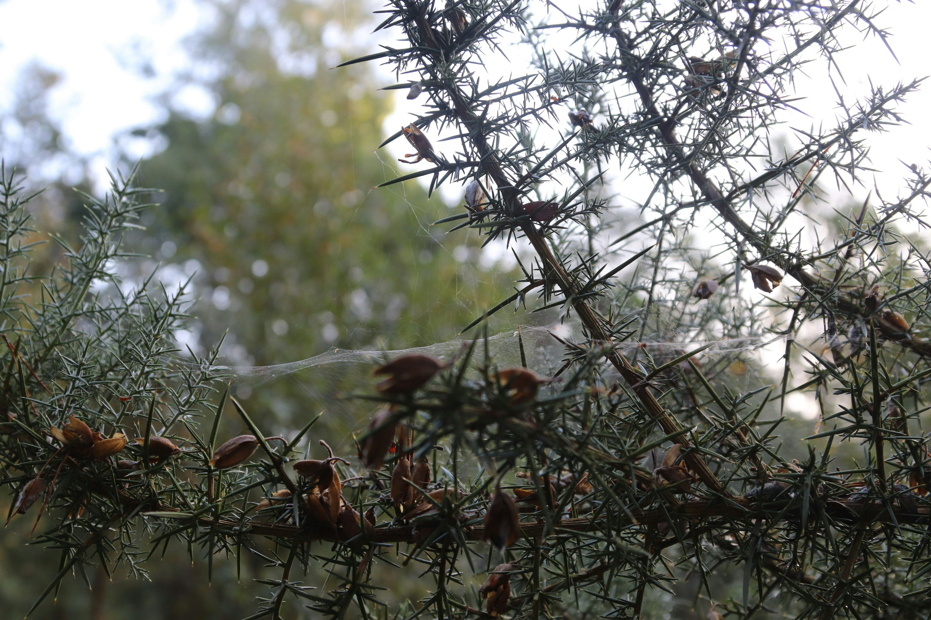 Tangled spines and twilight web across thorny branches