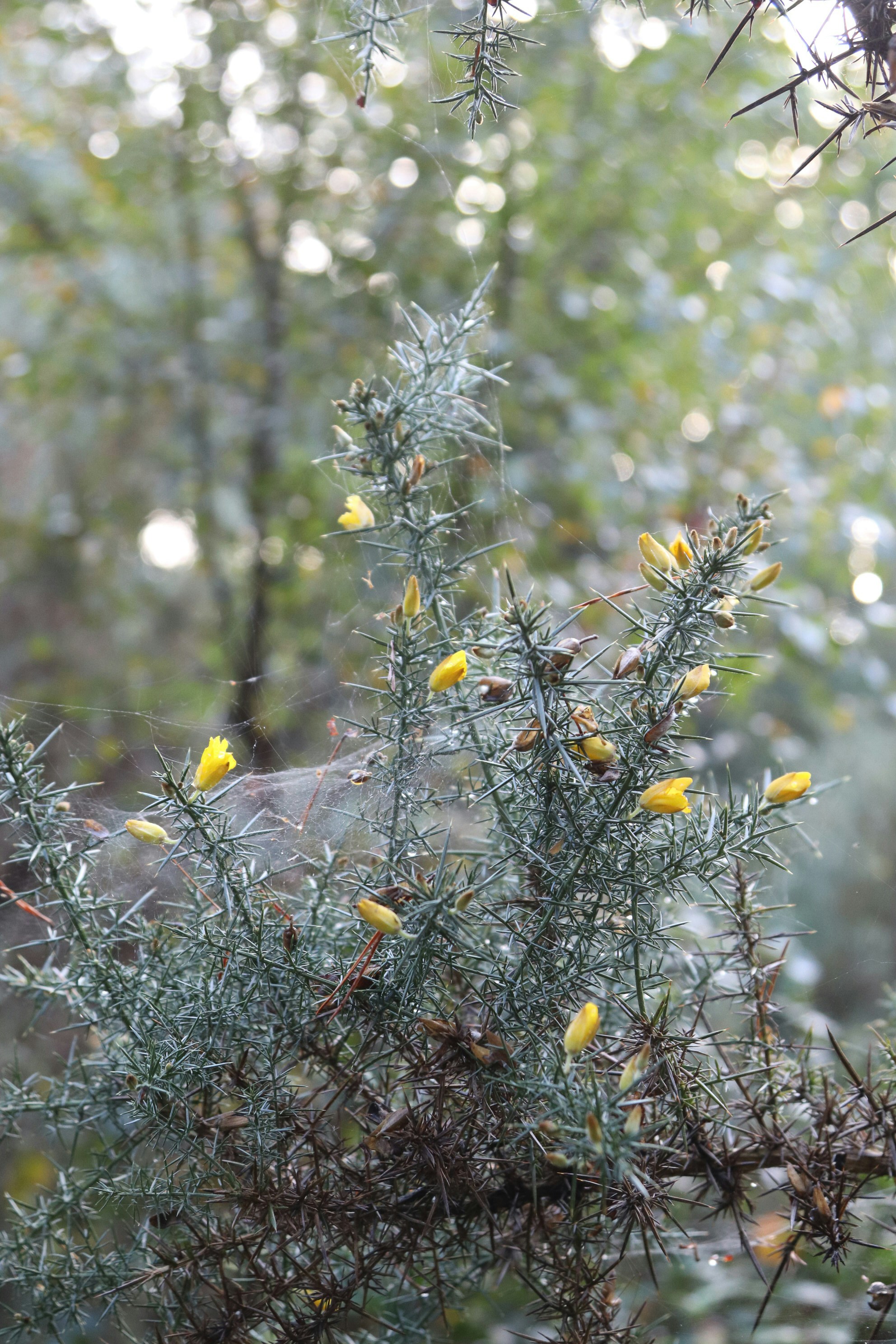 Whispers of Autumn: Nature's Yellow Blooms