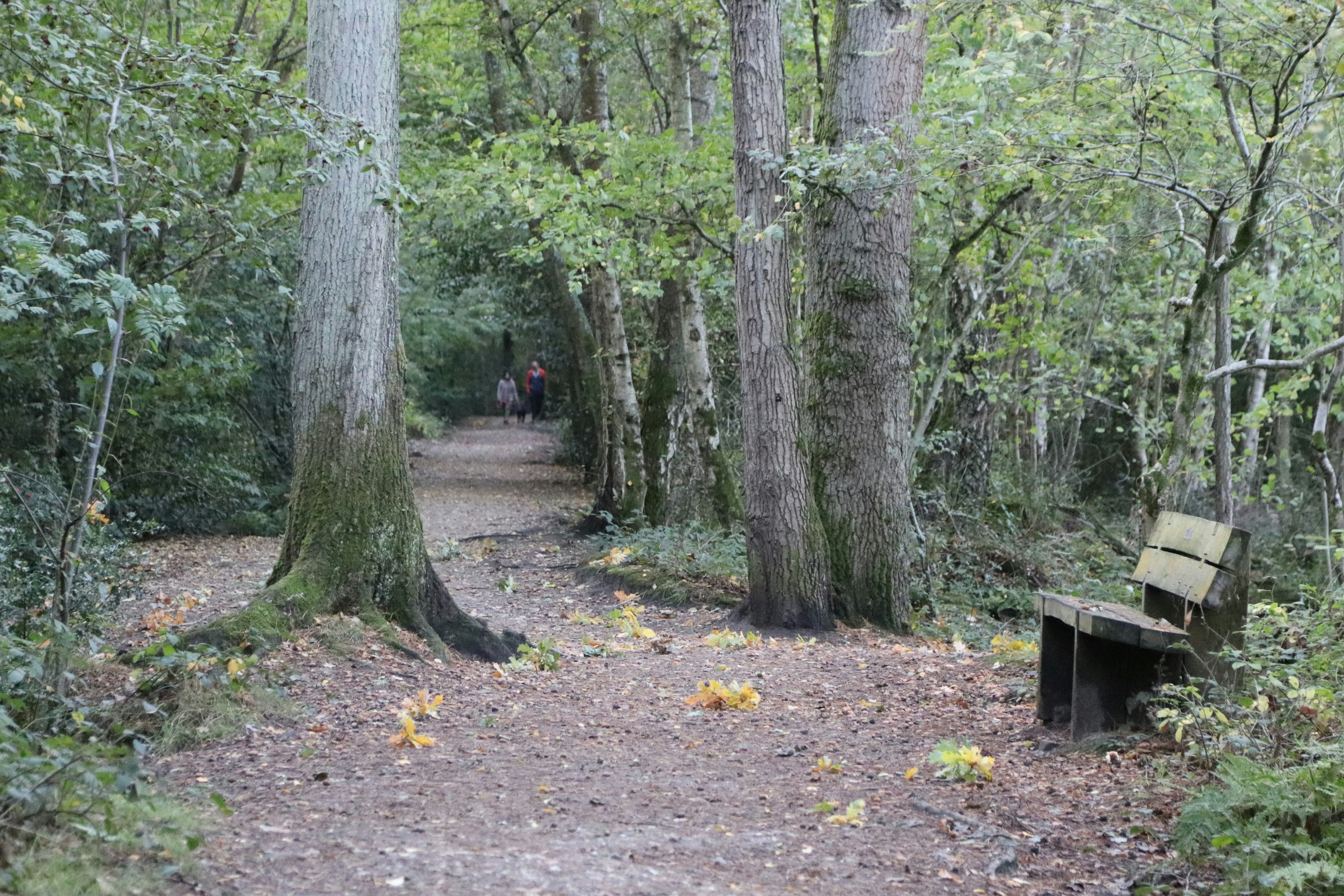 Forest Path with a Weathered Bench
