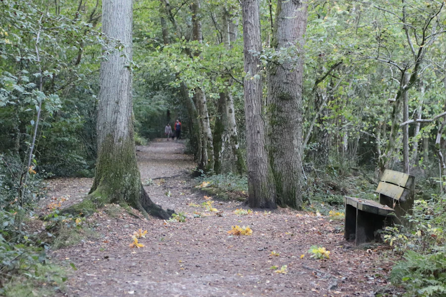 A wooded trail winds between tall trees, with a weathered bench on the right and a few hikers in the distance. Soft green foliage frames the quiet path.