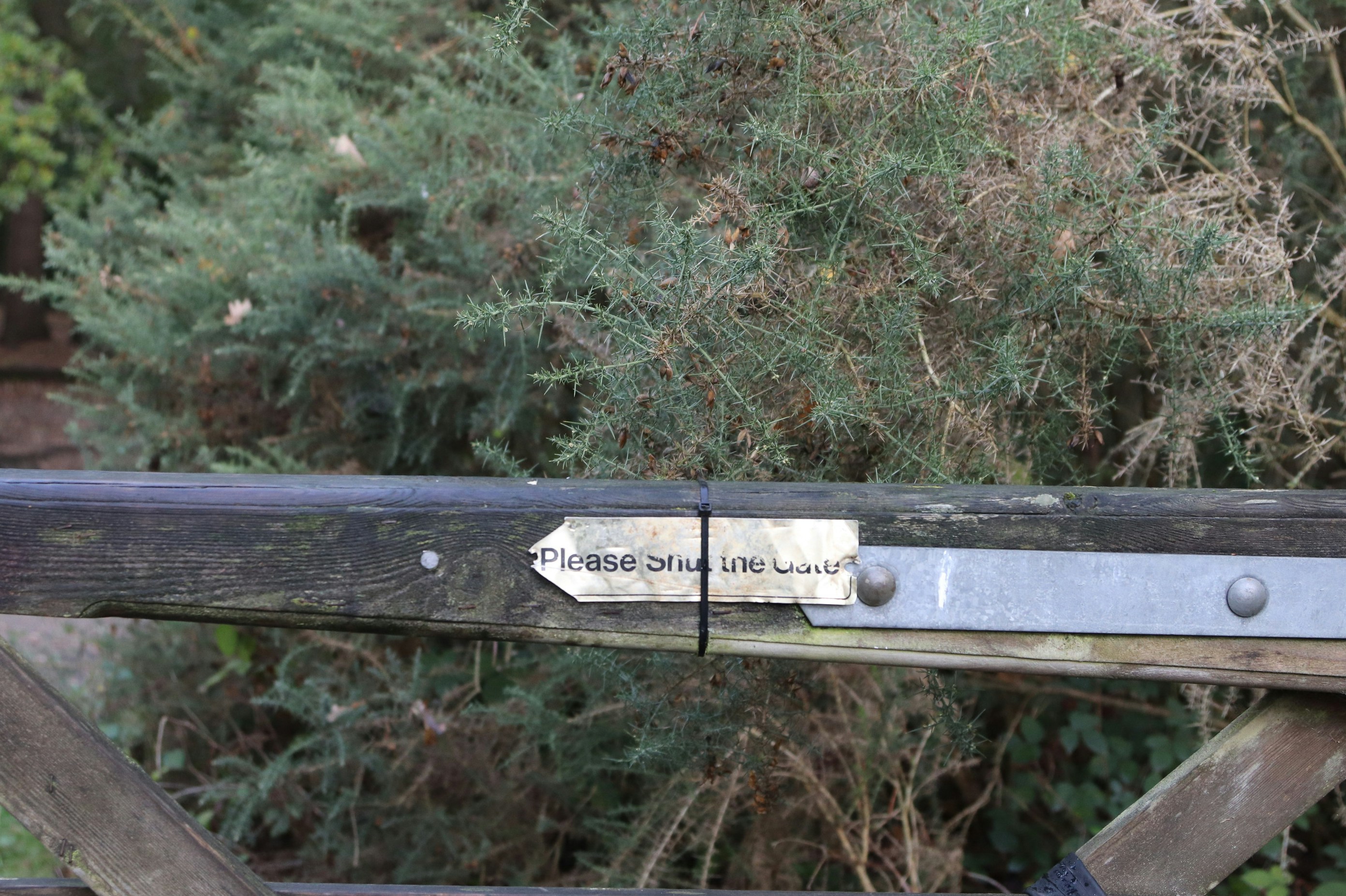Wooden gate with a metal plaque and foliage.