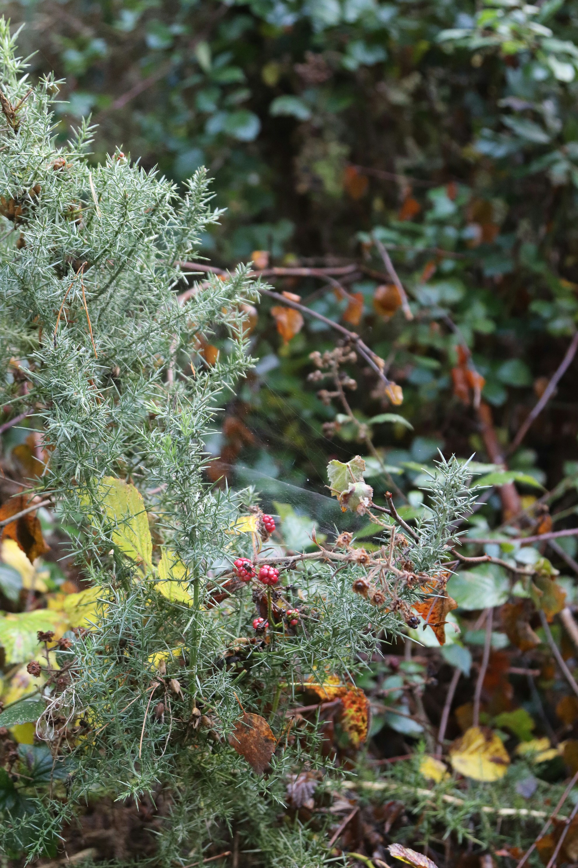 Whispers of Nature: A Tapestry of Green and Red