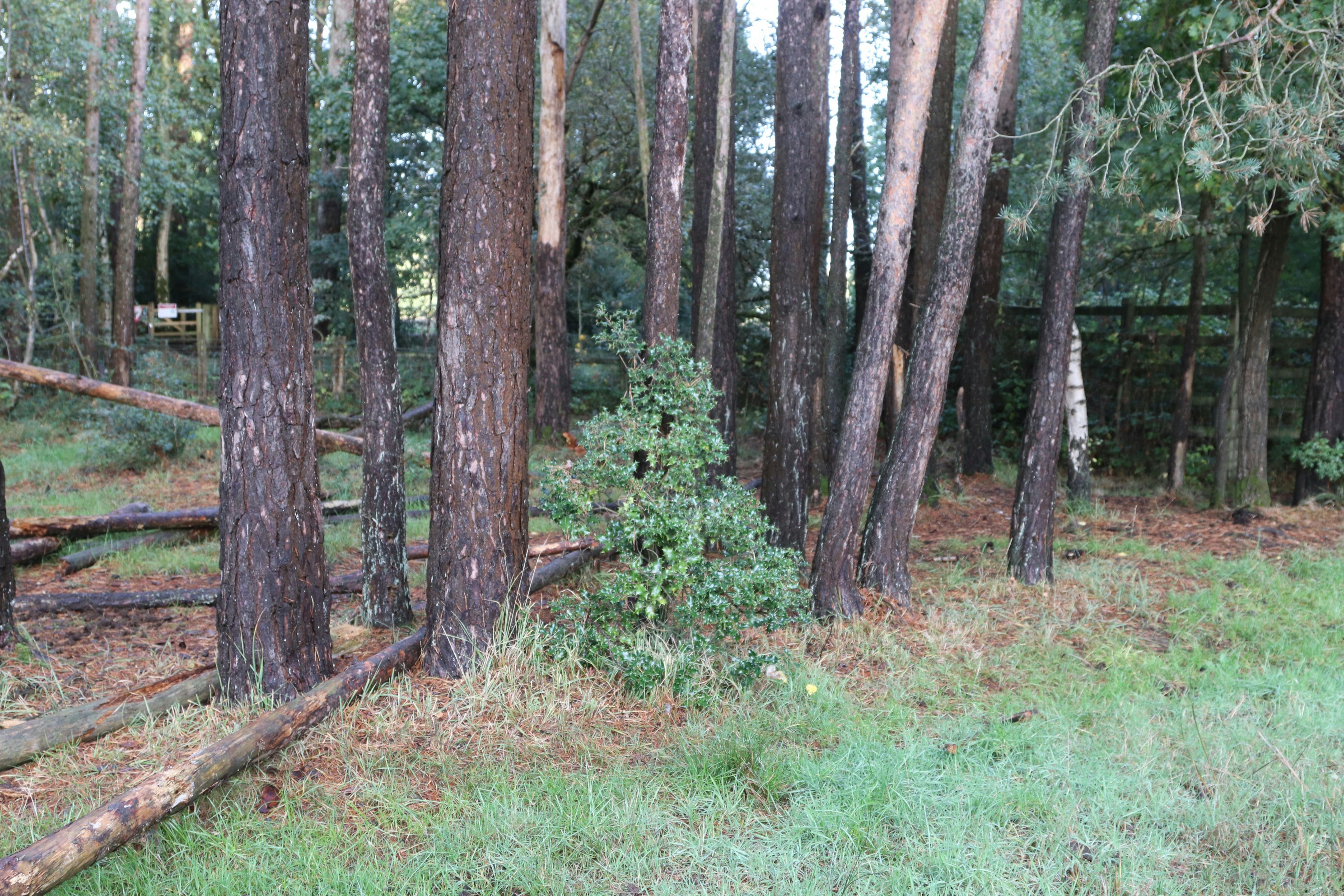 Lush forest scene featuring tall trees and a small bush amidst fallen logs and greenery.