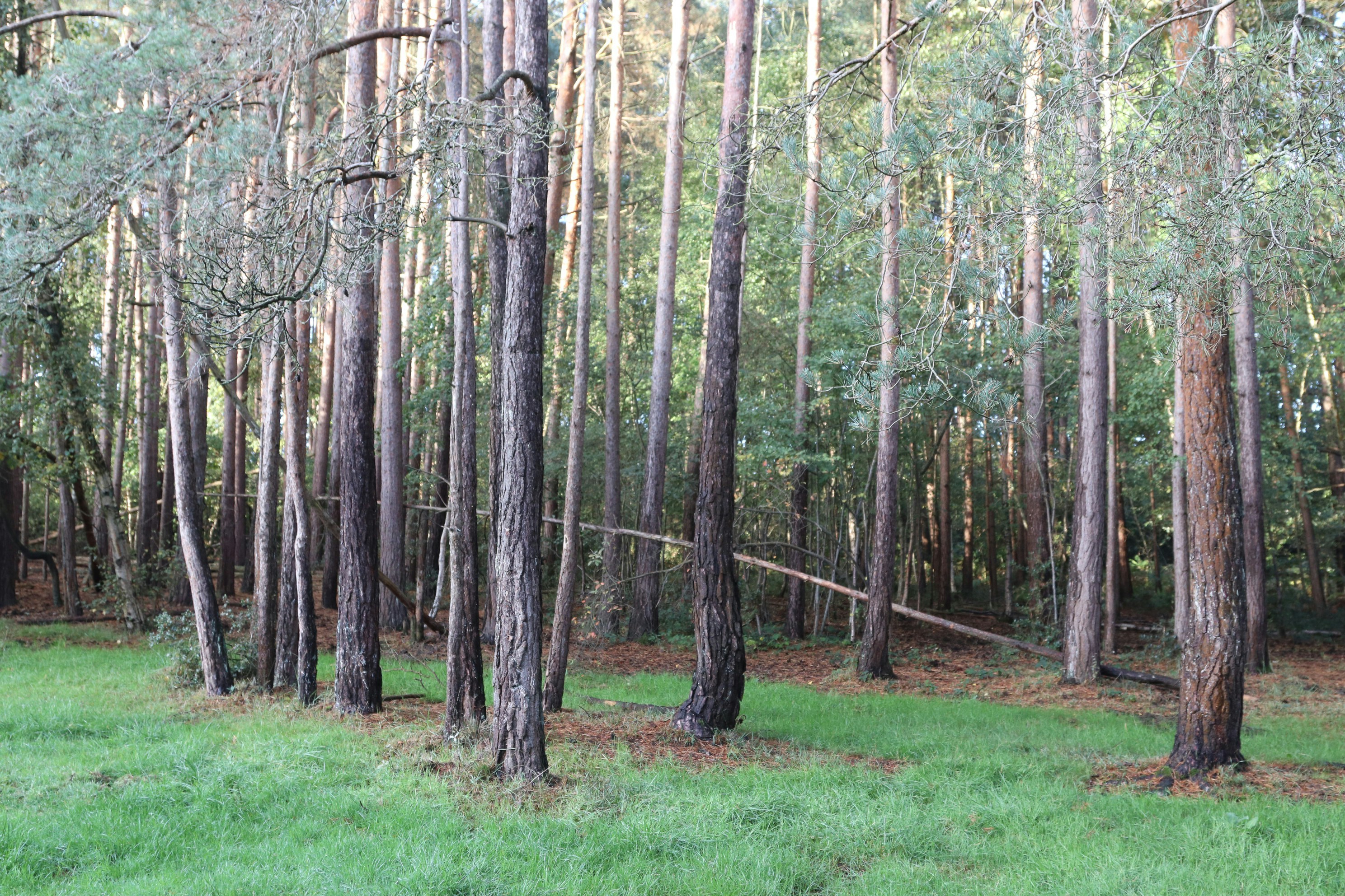 Whispers of the Woodland: Nature's Quiet Symphony