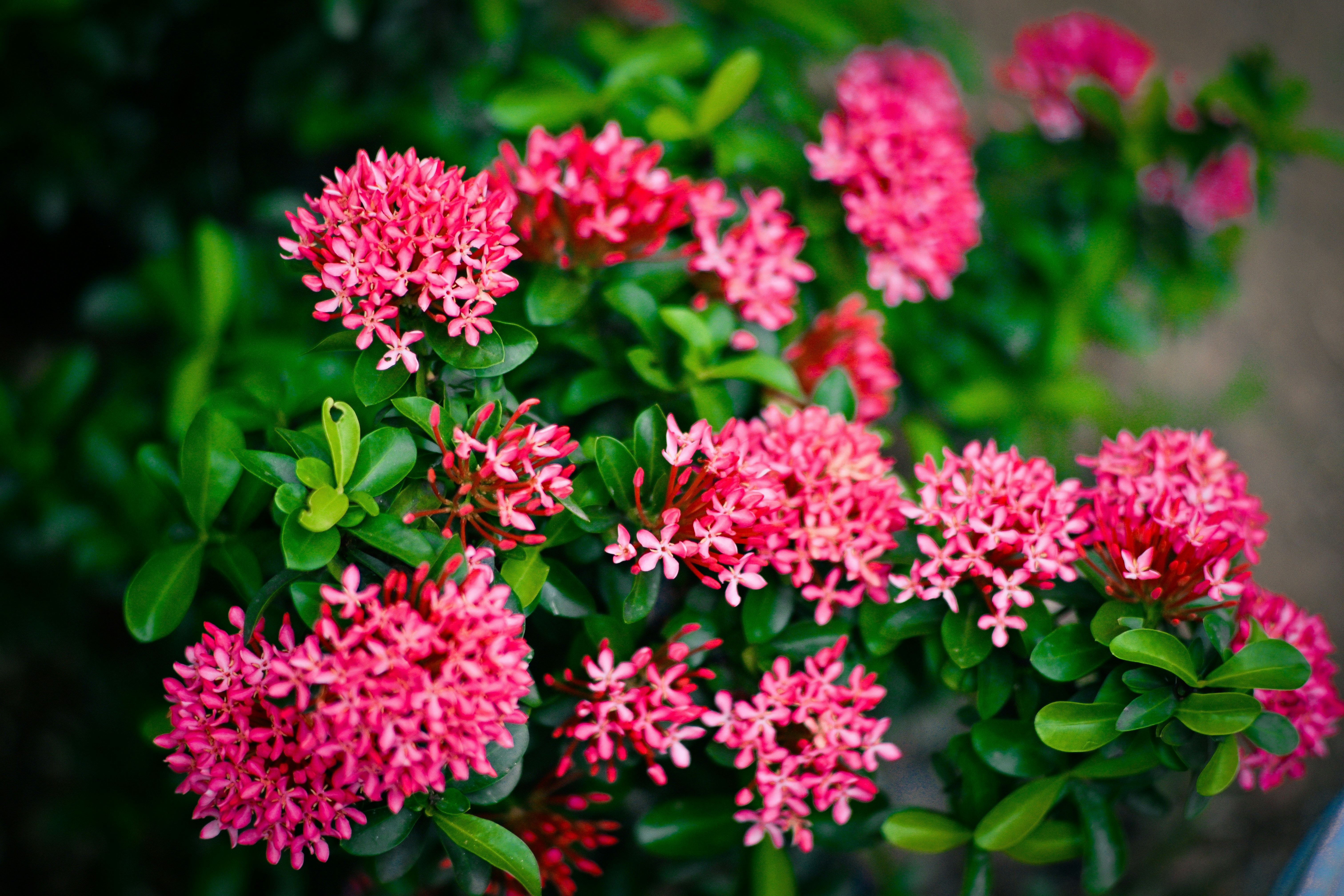 Blossoms of Vibrance: A Floral Tapestry