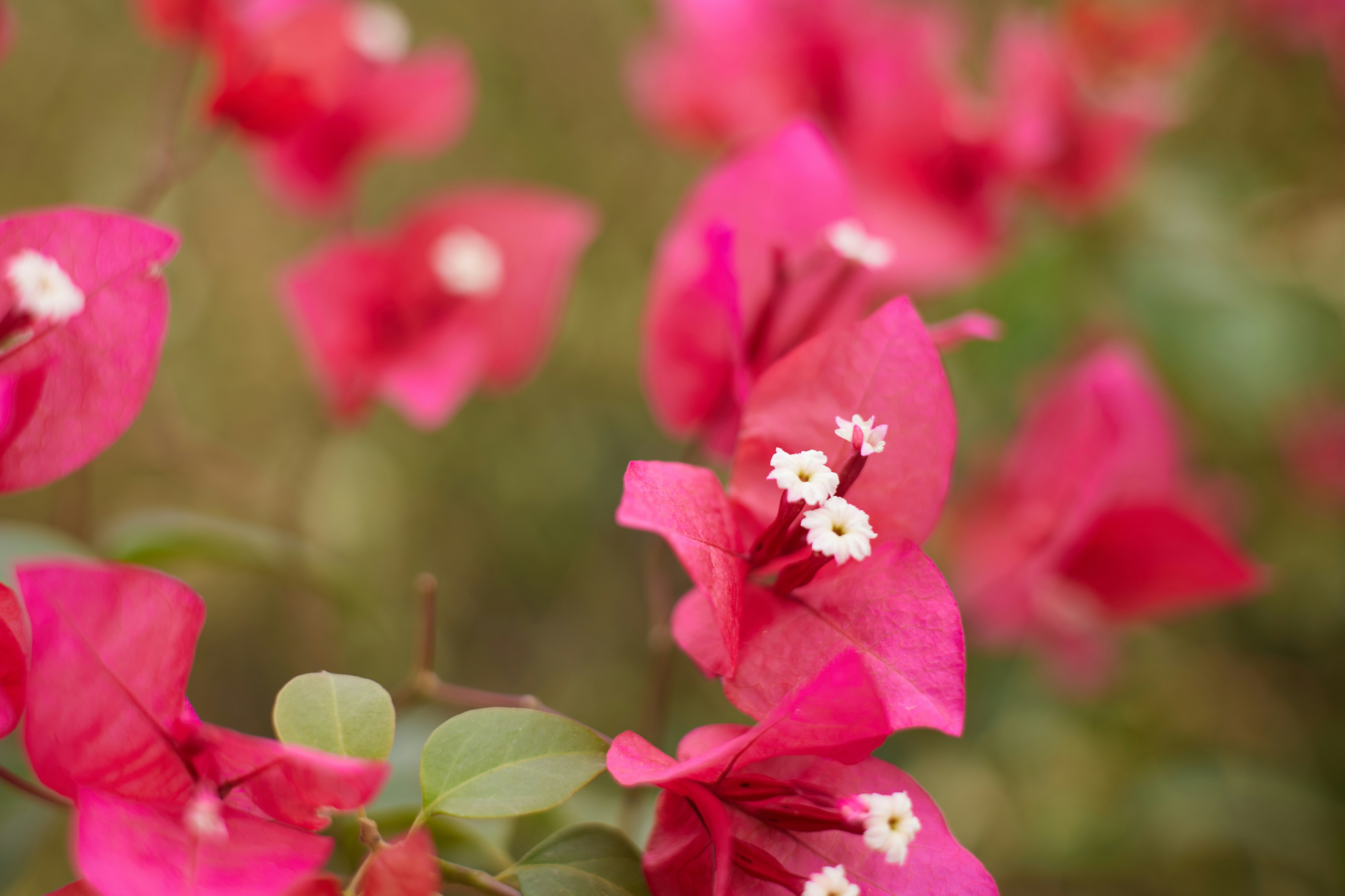 Vibrant pink bougainvillea flowers with delicate white centers create a lush tapestry of color and texture.