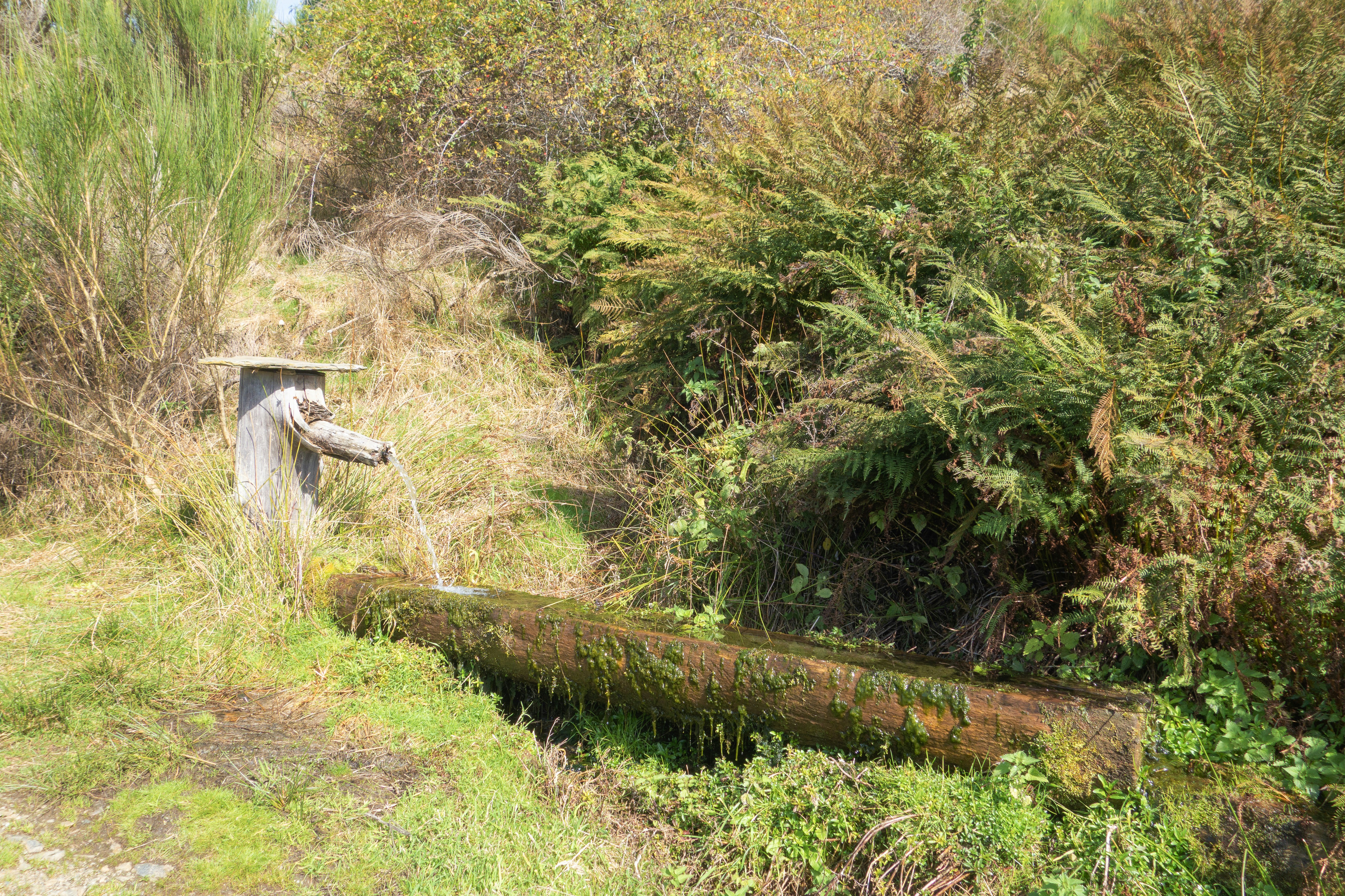 Forgotten Spout Amid Green Overgrowth and a Rusted Span