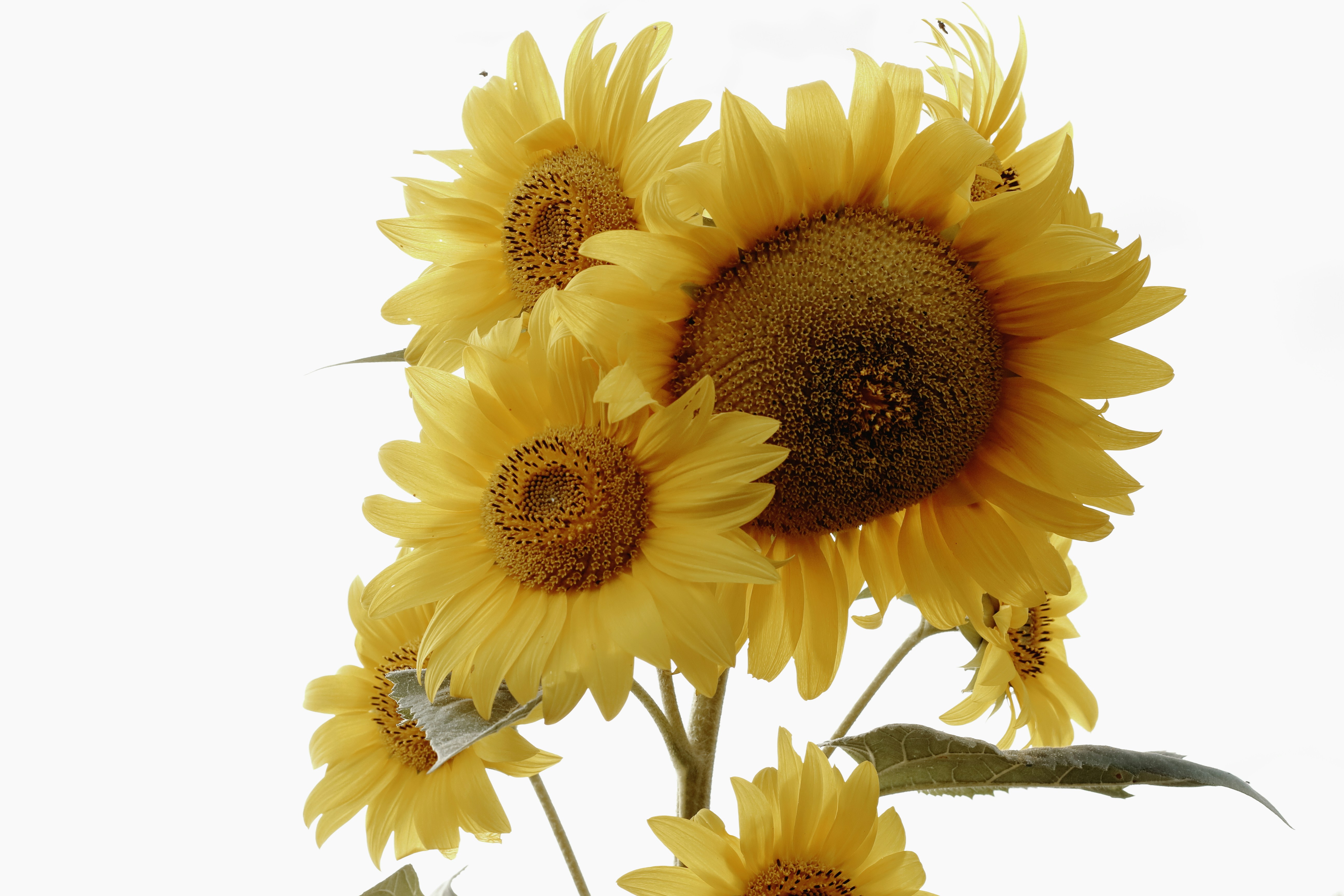 A cluster of vibrant sunflowers showcasing their rich yellow petals and textured centers against a light backdrop.
