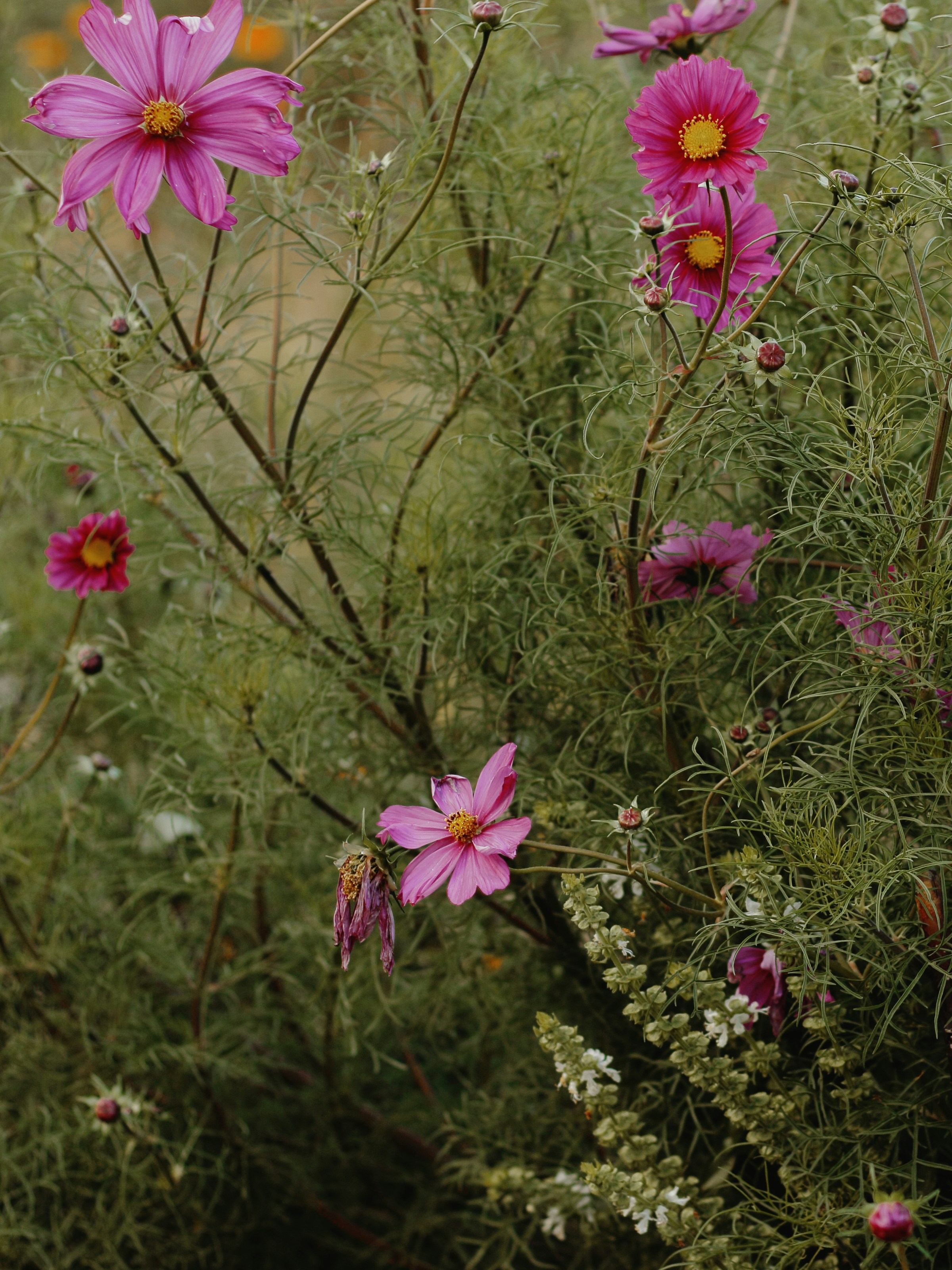 Whispers of a Floral Symphony