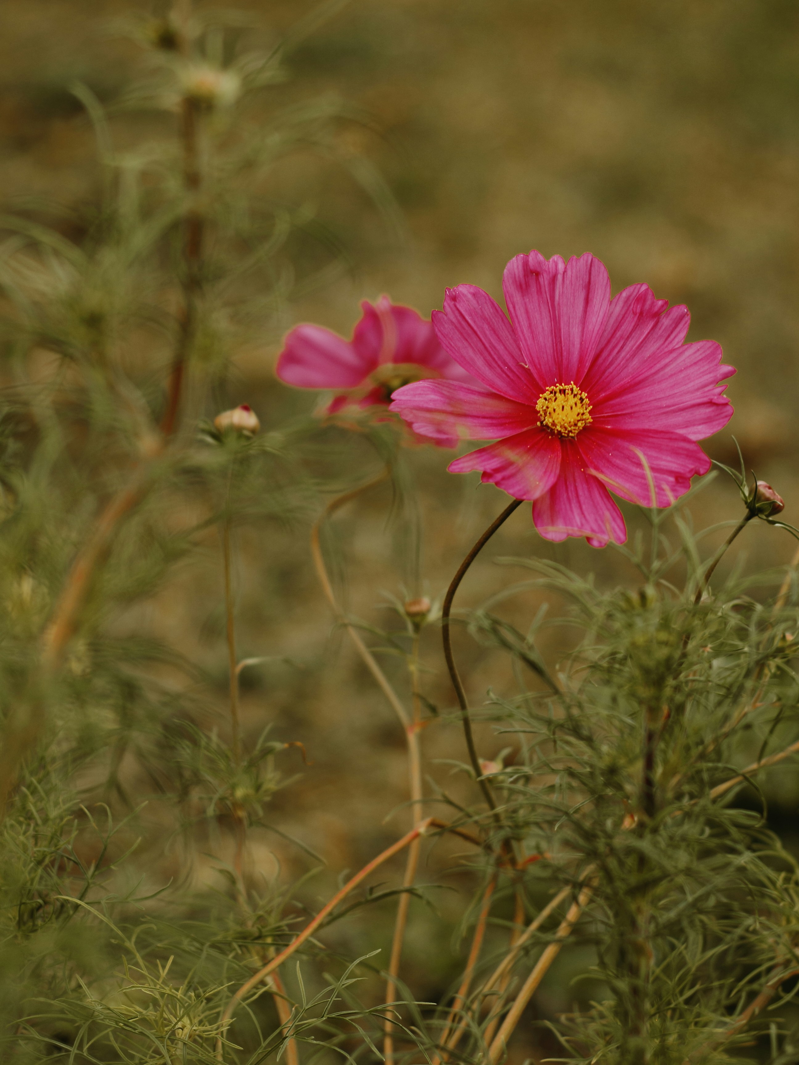 Whispers of Pink in a Green Embrace