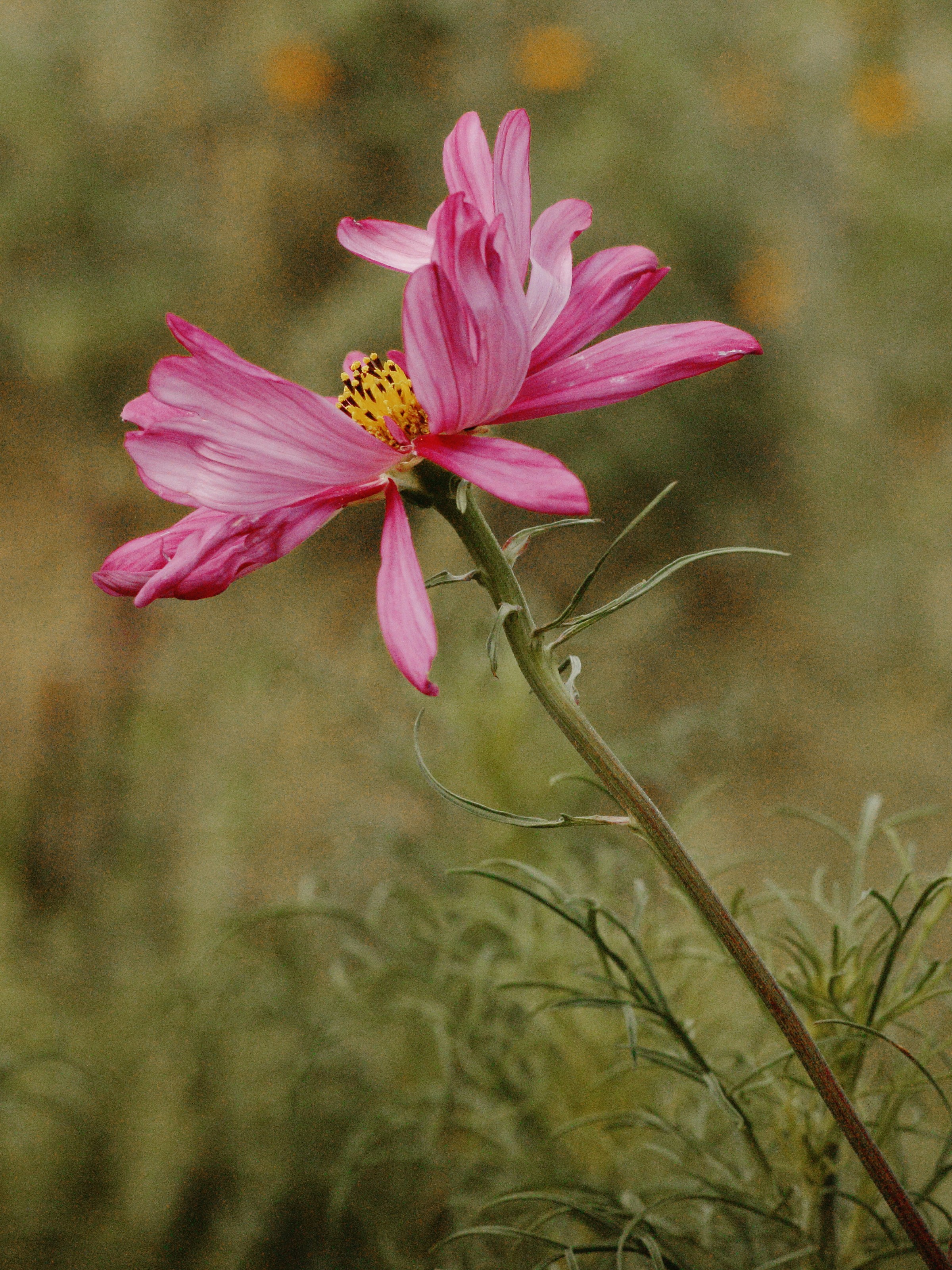 Whispers of a Blooming Cosmos