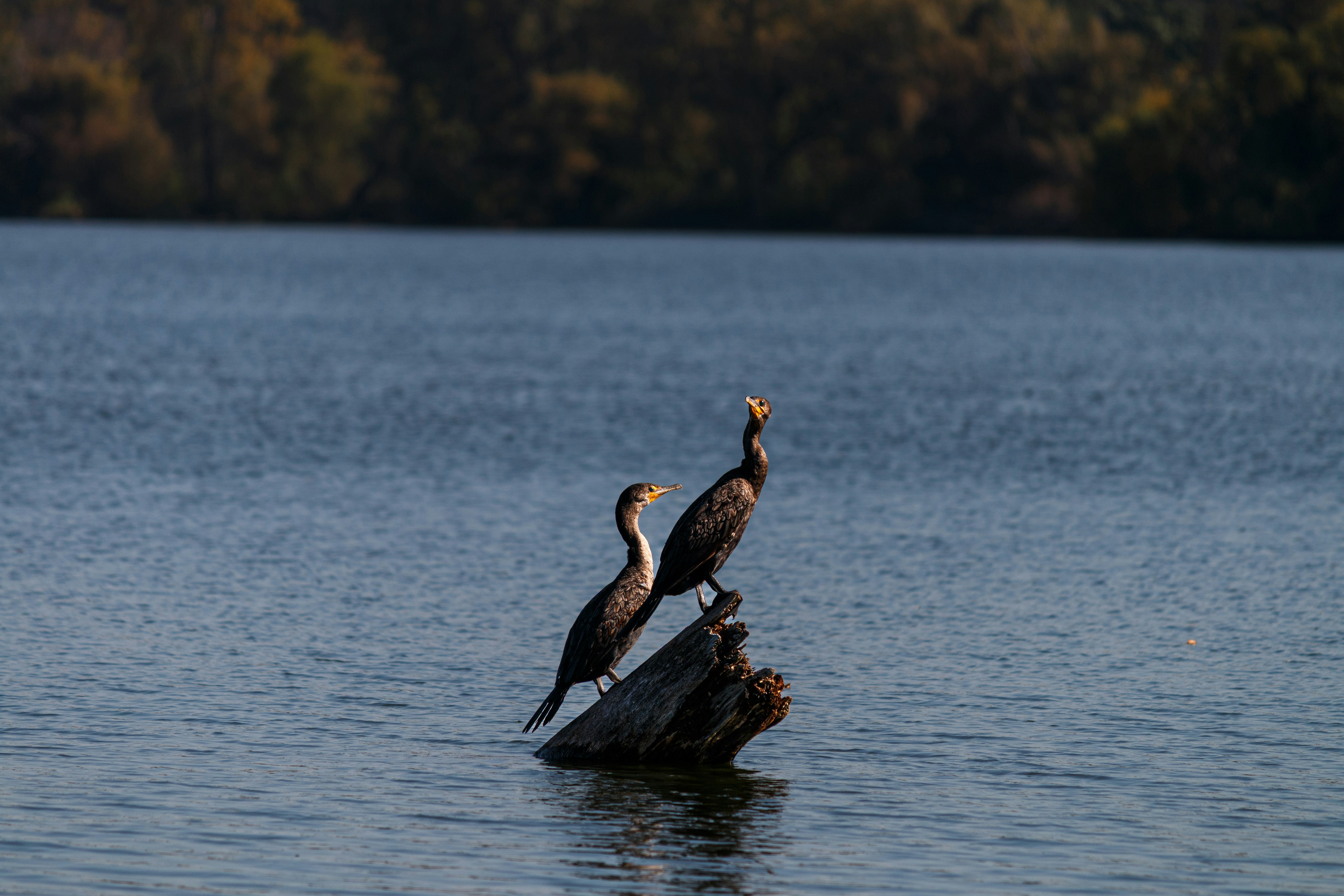 Guardians of the Tranquil Waters