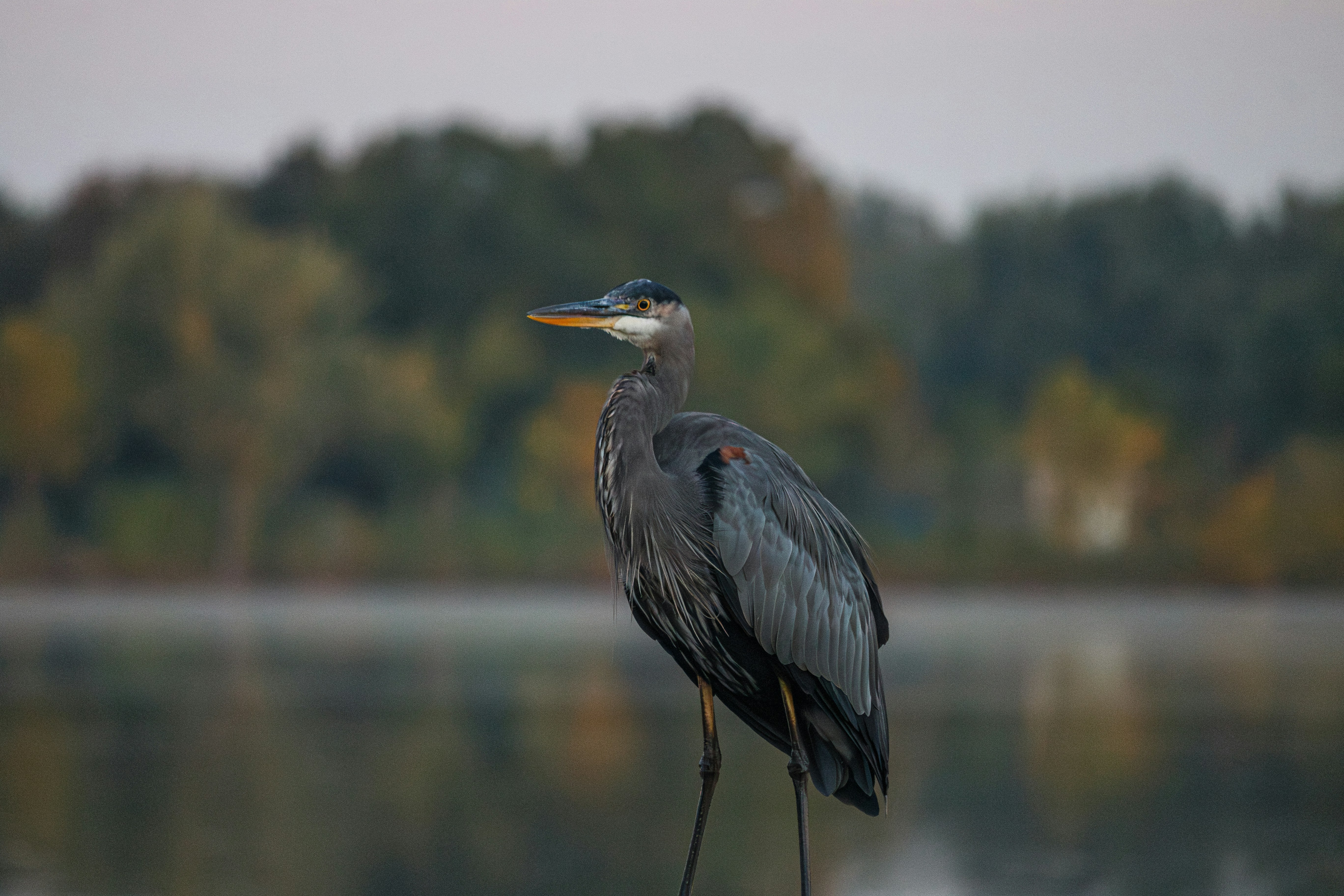 Silent Sentinel by the Water's Edge