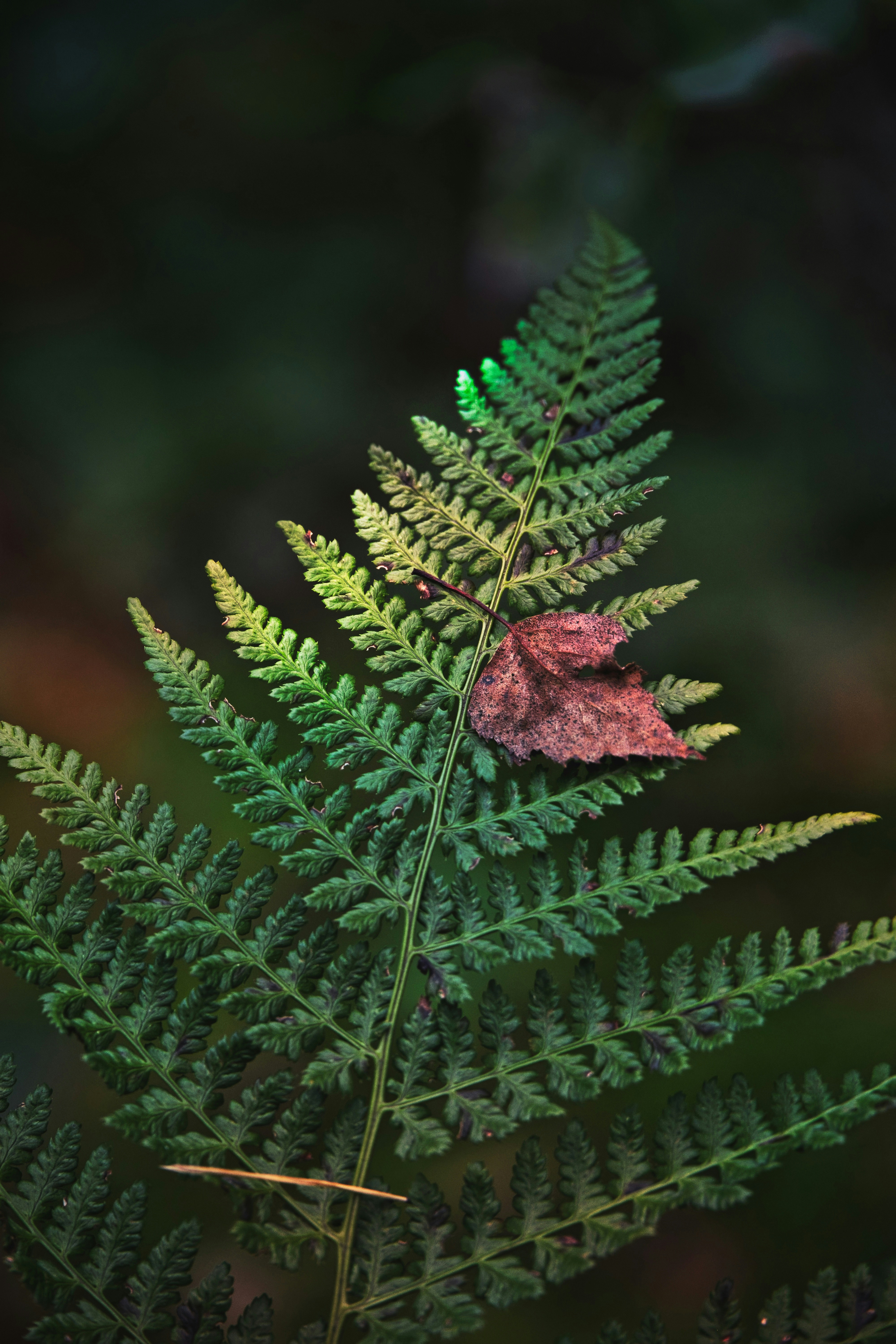 Nature's Resilience: A Leaf's Journey
