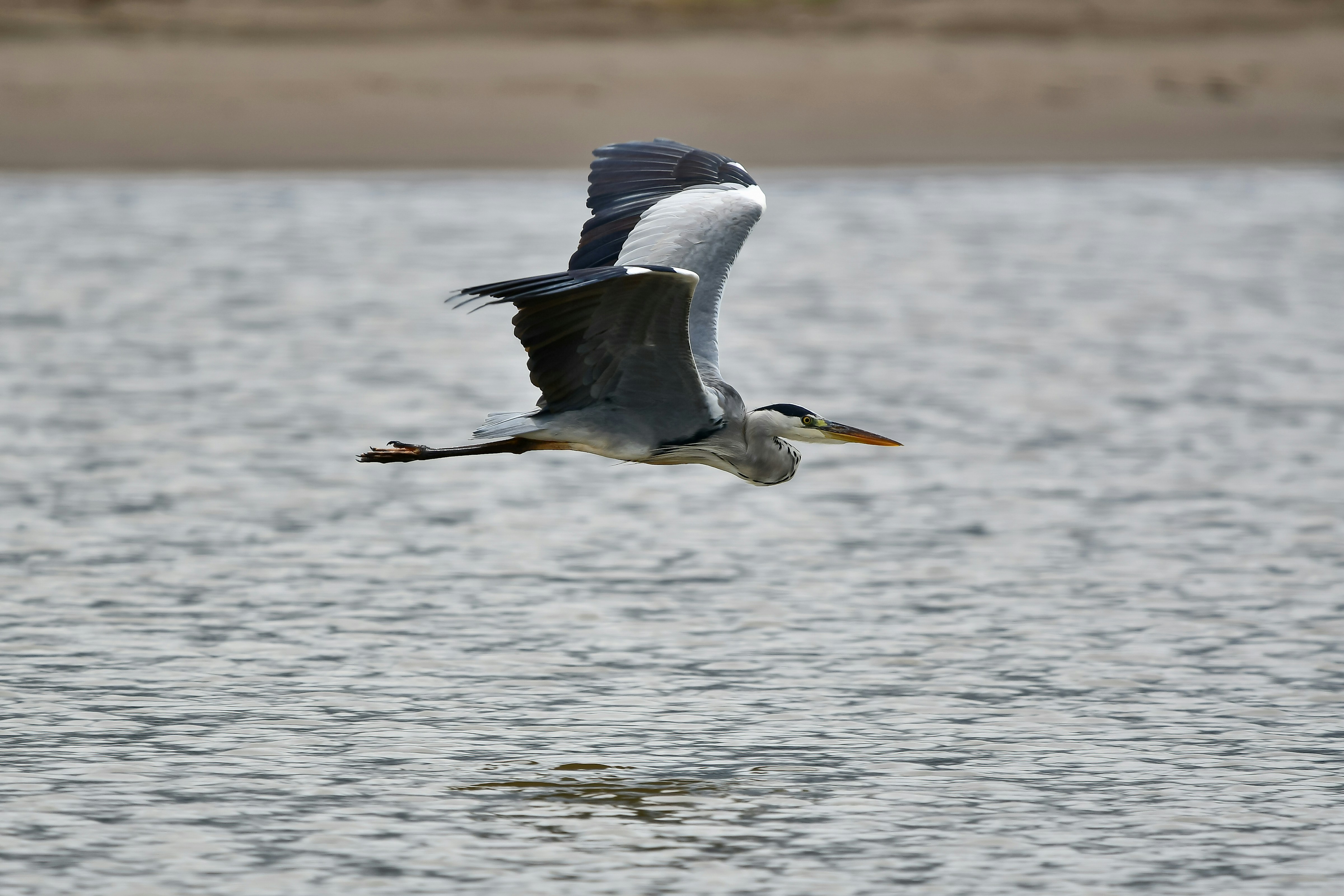 Graceful Flight Over Tranquil Waters
