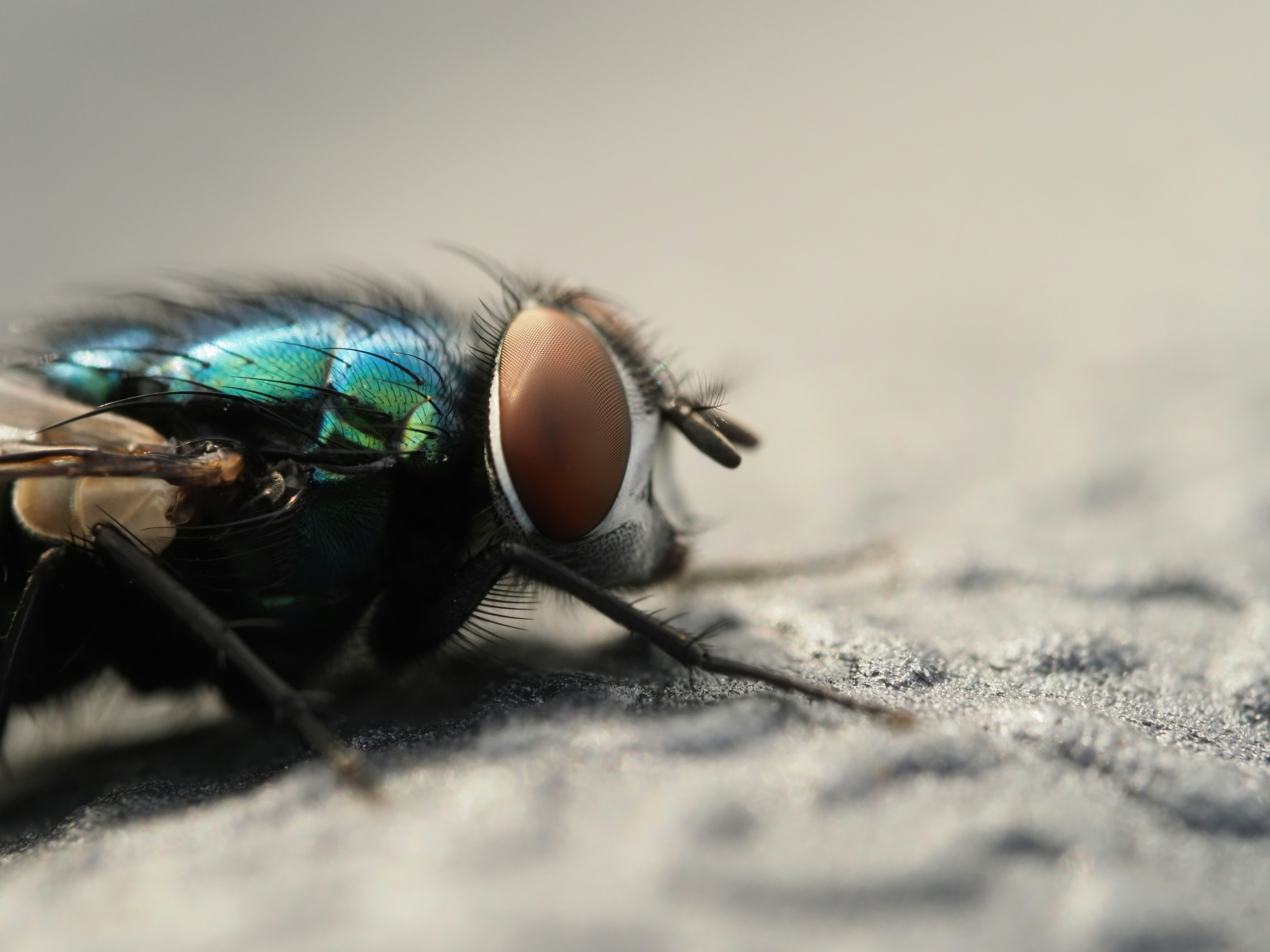 Green bottle fly (Lucilia sericata) | Close-up of a metallic green fly with large compound eyes.