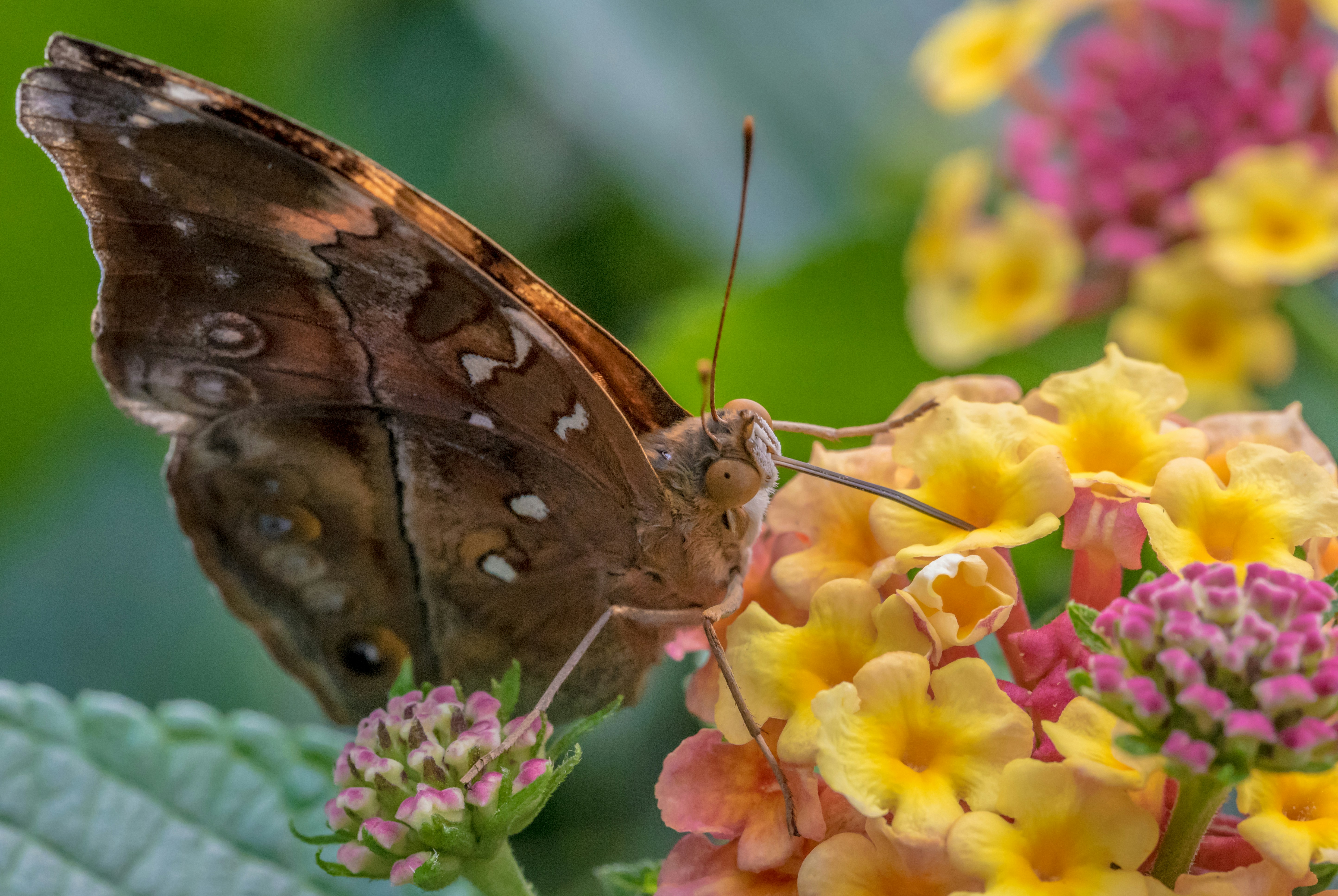Nature's Delicate Dancer: A Butterfly's Embrace