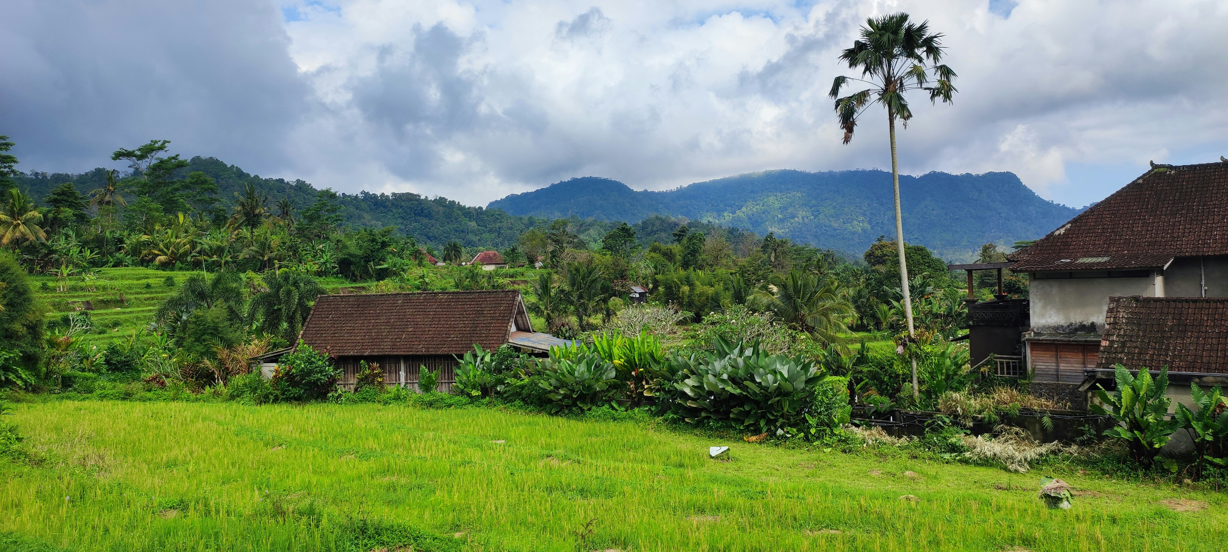 Lush green rice terraces stretch across the landscape, framed by distant mountains and traditional Balinese architecture. A serene rural scene unfolds, highlighting the harmony between nature and human habitation.