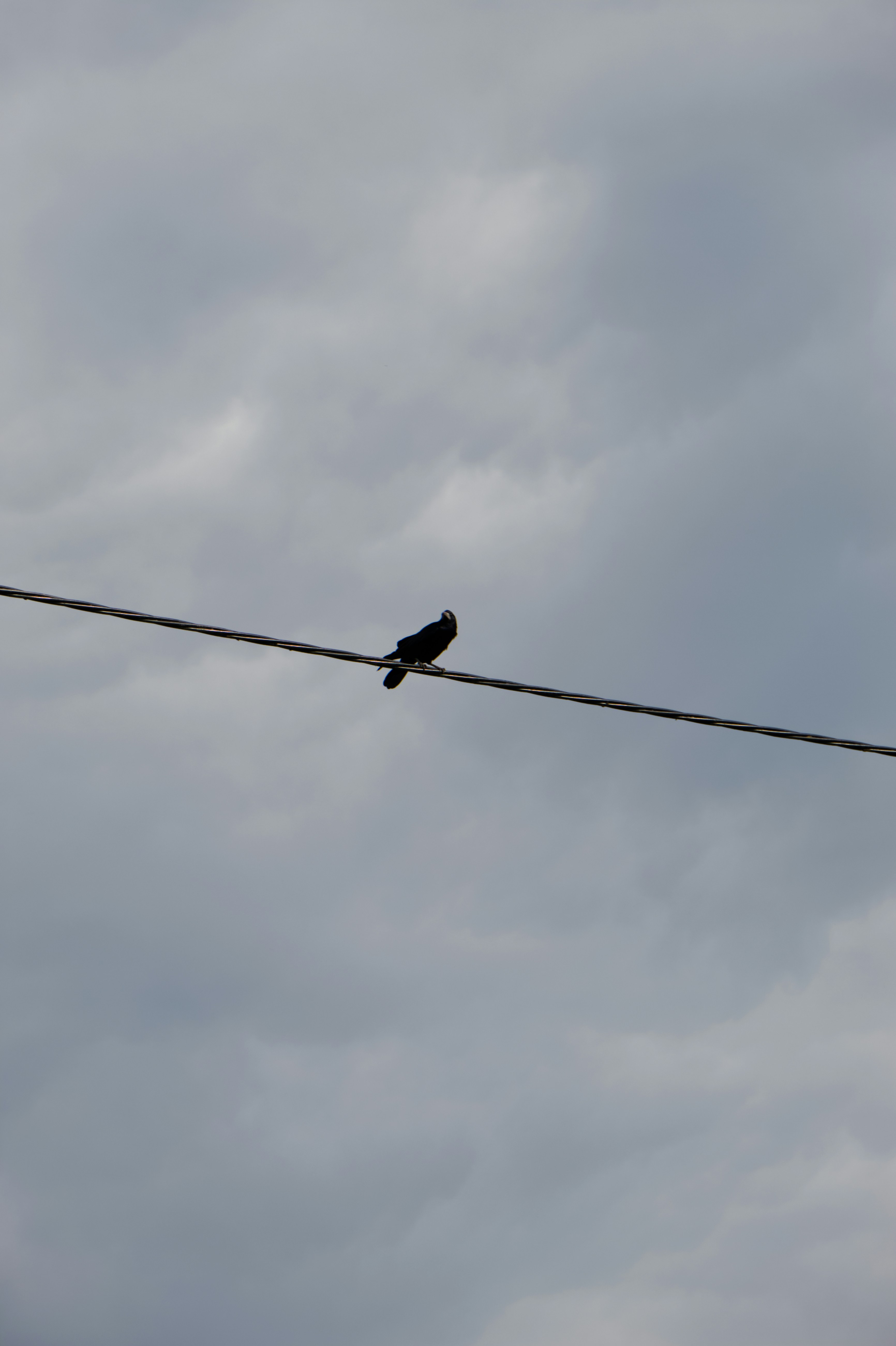 A bird perched on a wire against a cloudy sky.