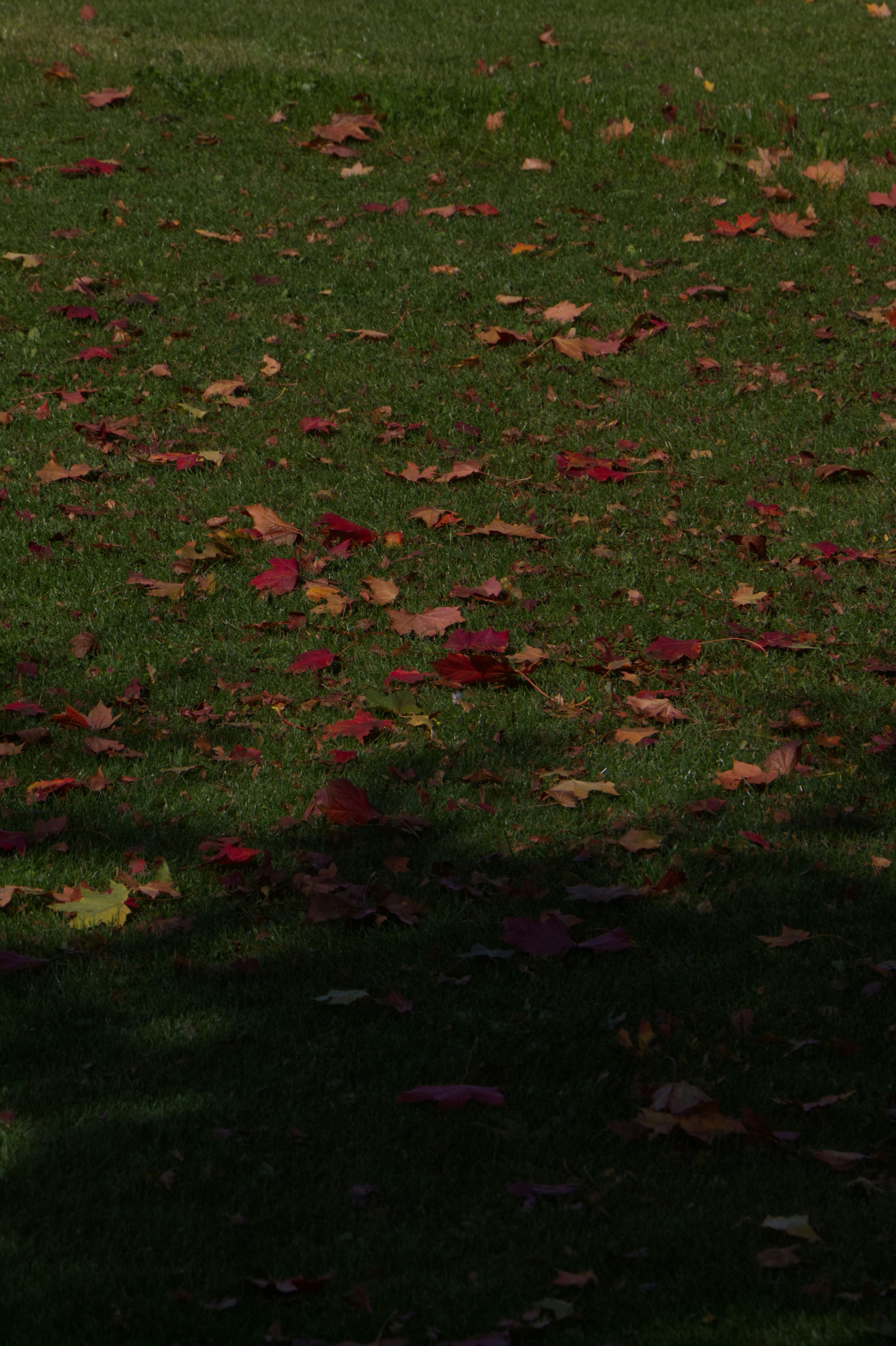 Autumn Mosaic on a Shadowed Lawn