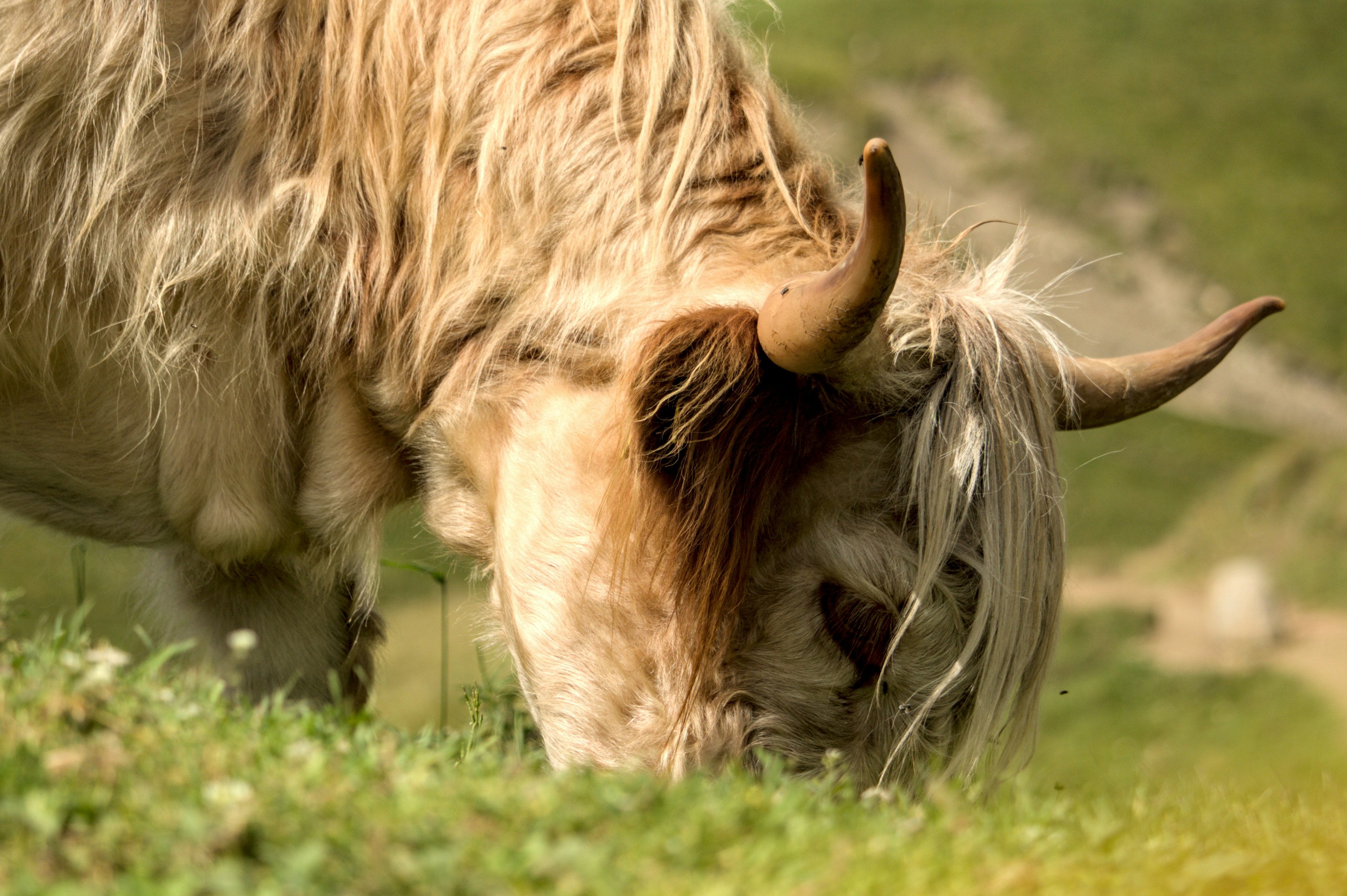 Grazing Highlander: A Moment of Tranquility