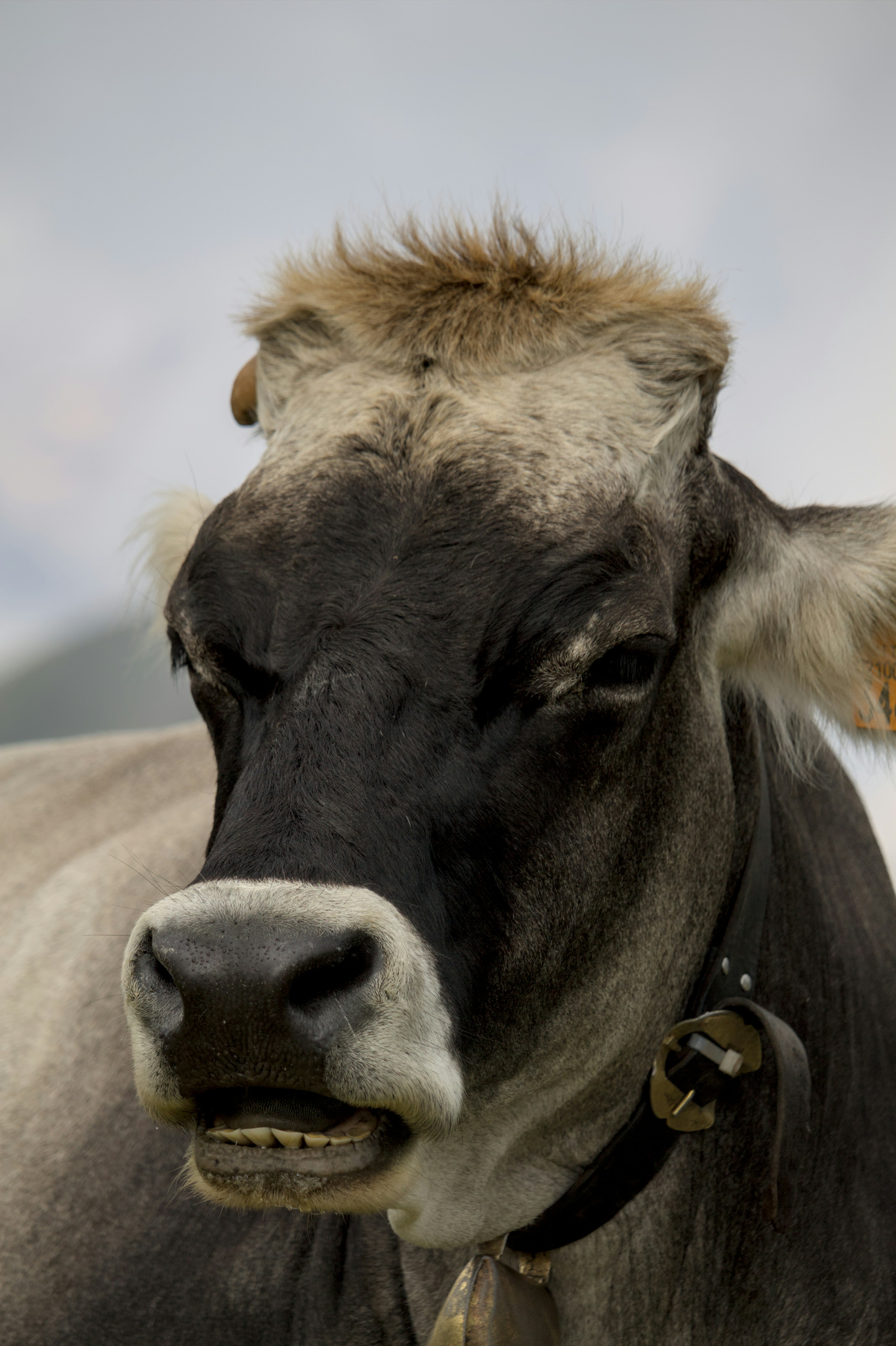 The Gentle Guardian of the Pasture