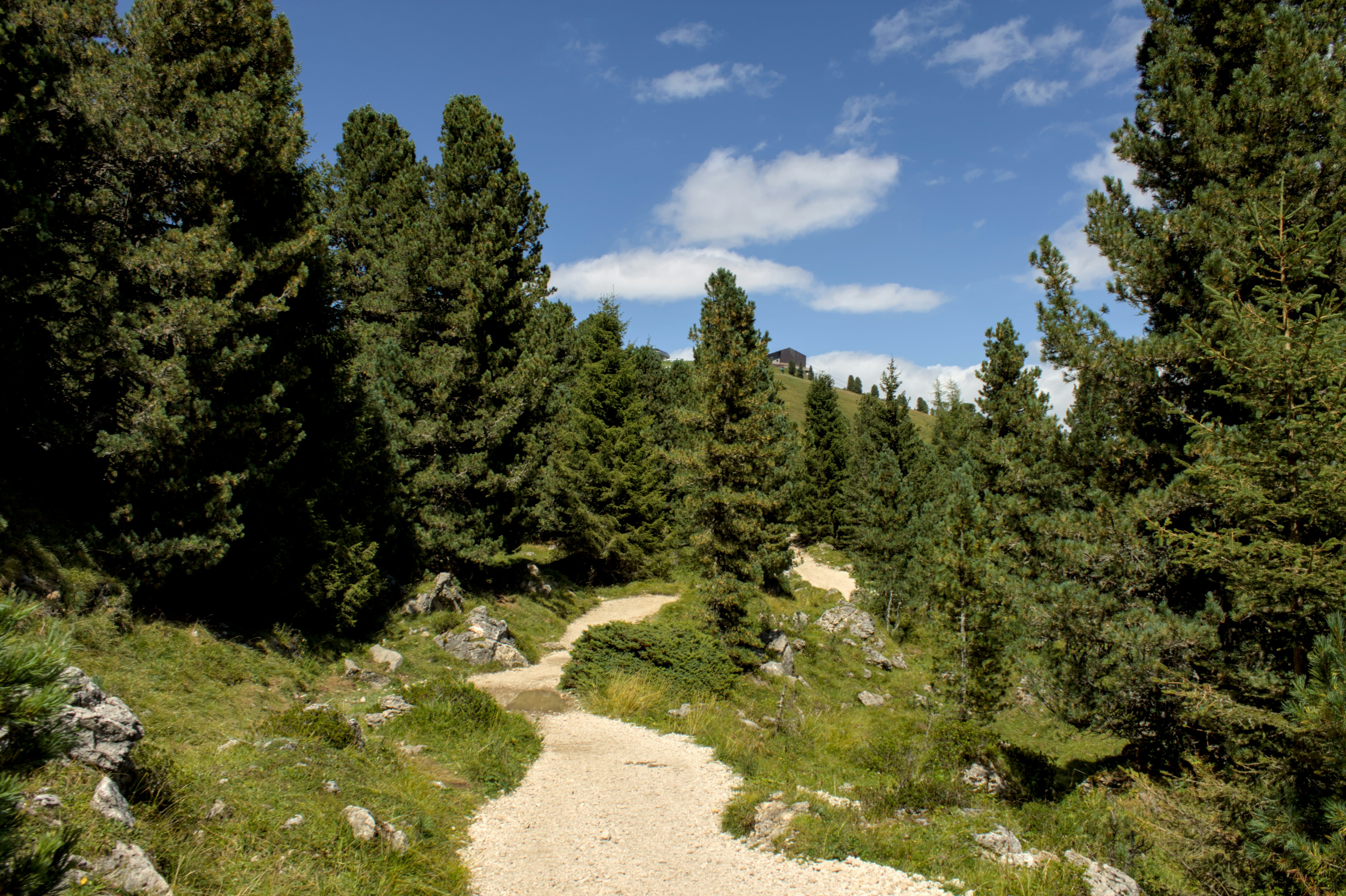 A winding trail meanders through a lush forest of tall pine trees, with rocky outcrops and a clear blue sky above.