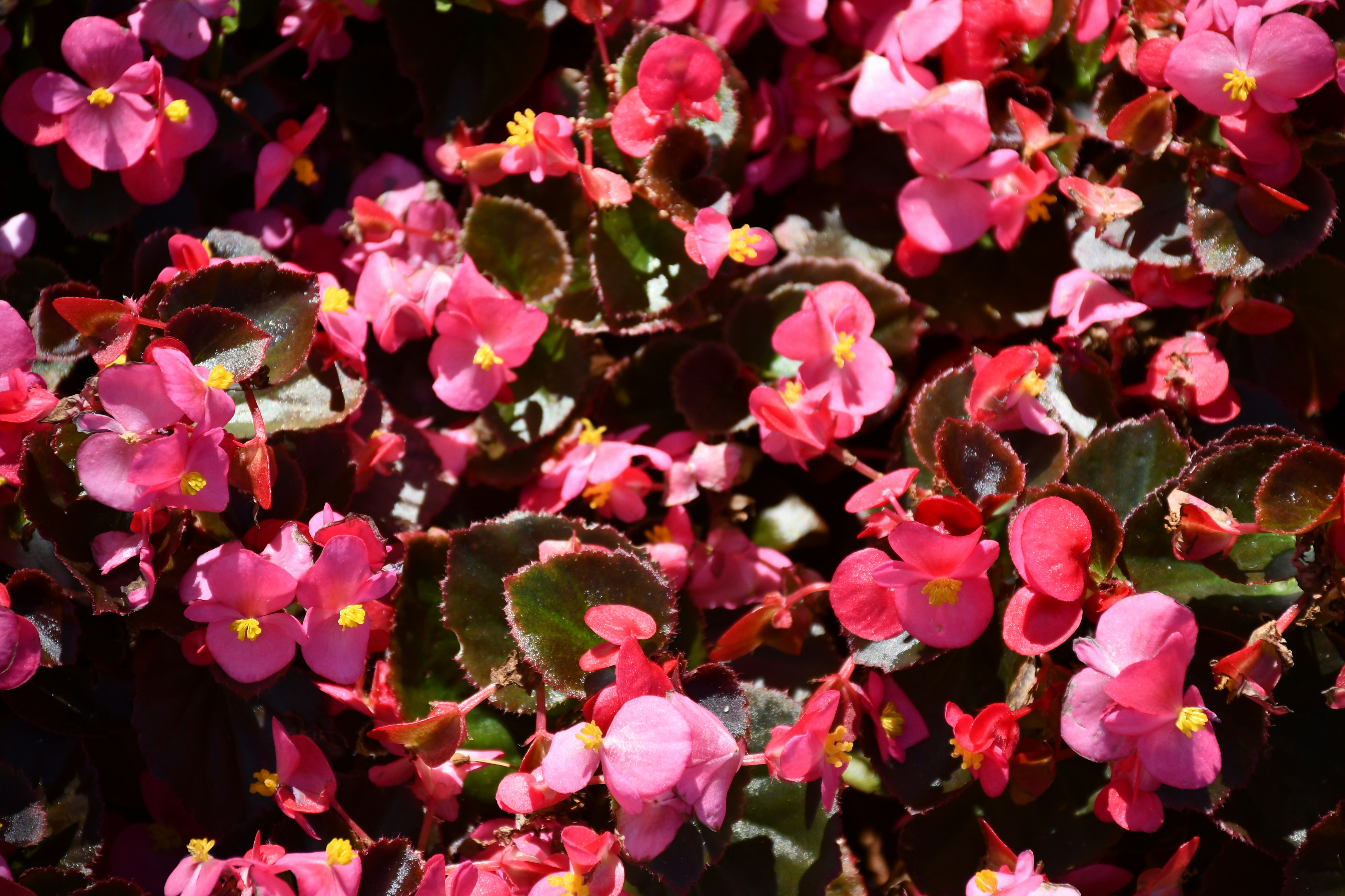 Sunlit Pink Begonias: A Patchwork of Petals