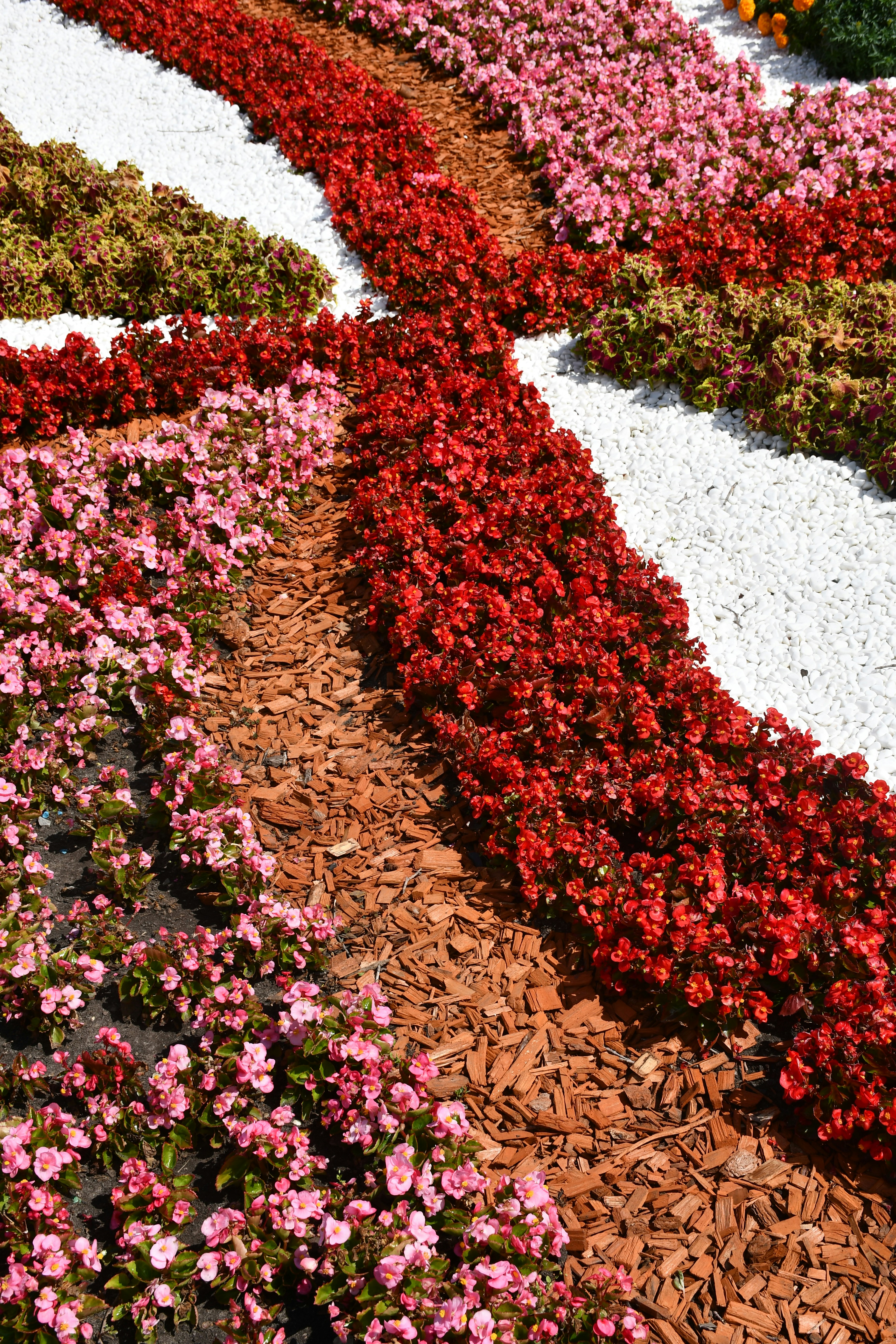 Crimson Curves: Floral Pathways Woven Through Mulch and Petals