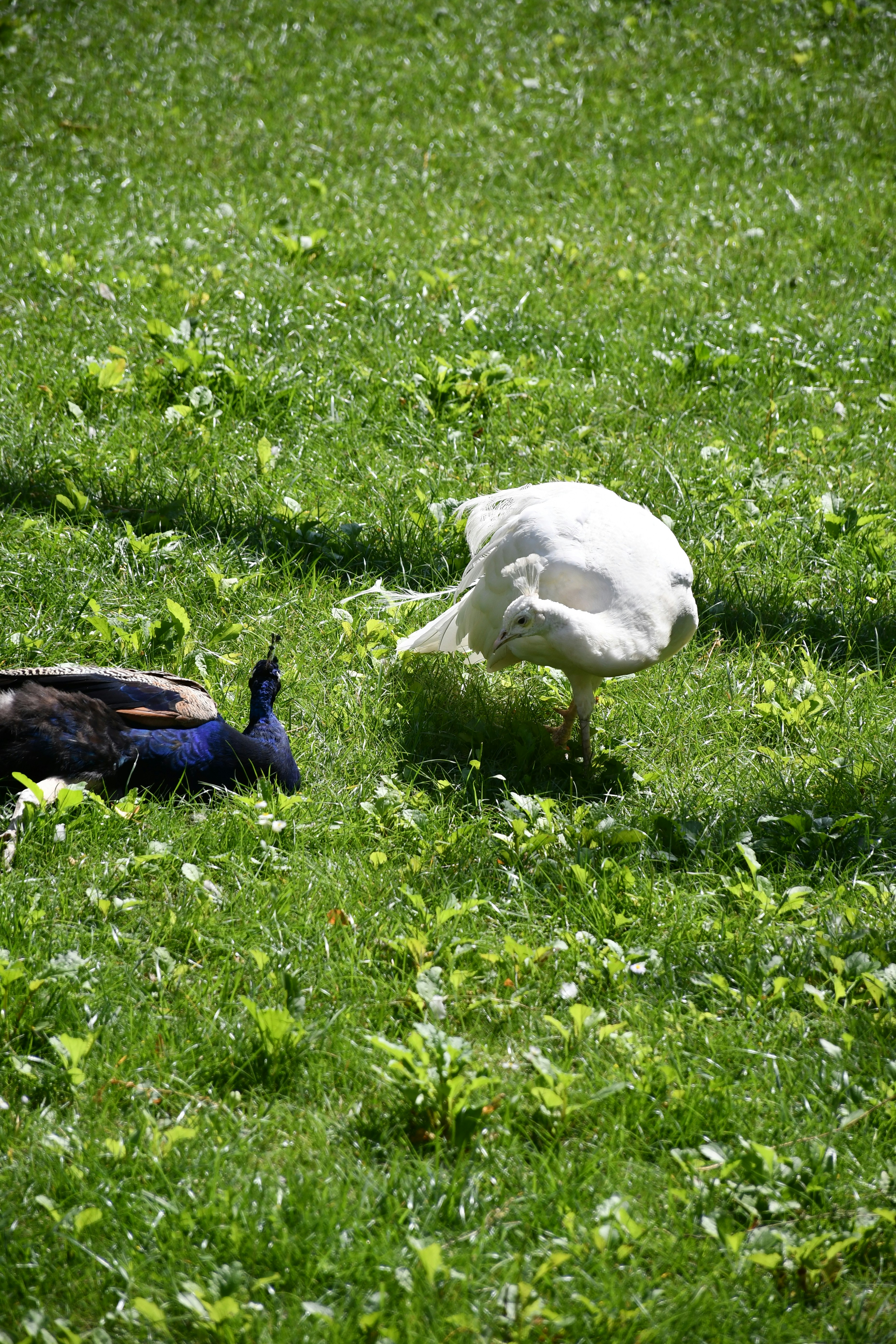 Harmony in Feathers: A Study of Contrast