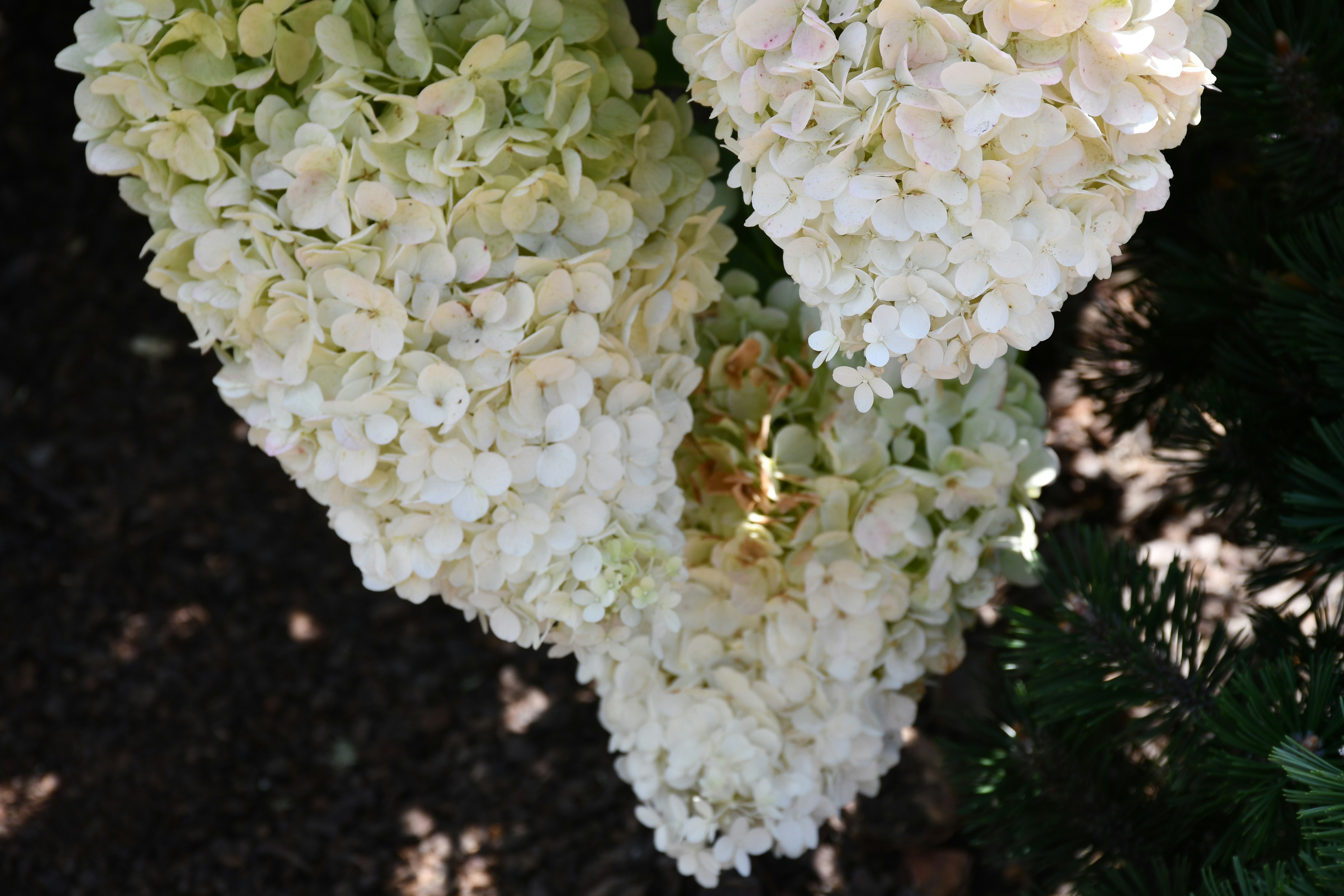 Heart of White Hydrangeas Framed by Evergreen Shadows