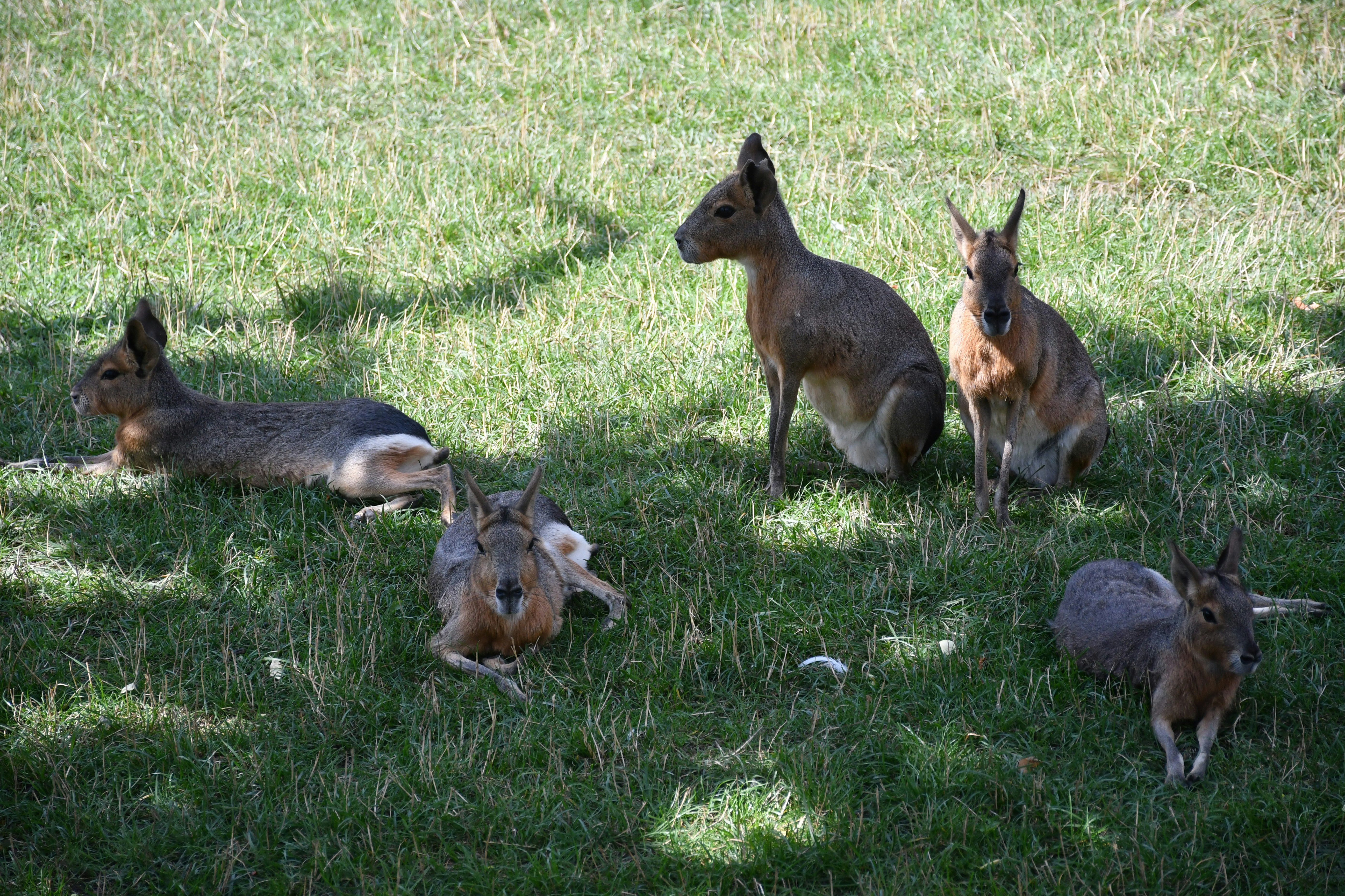 Several patagonian maras resting on grassy ground