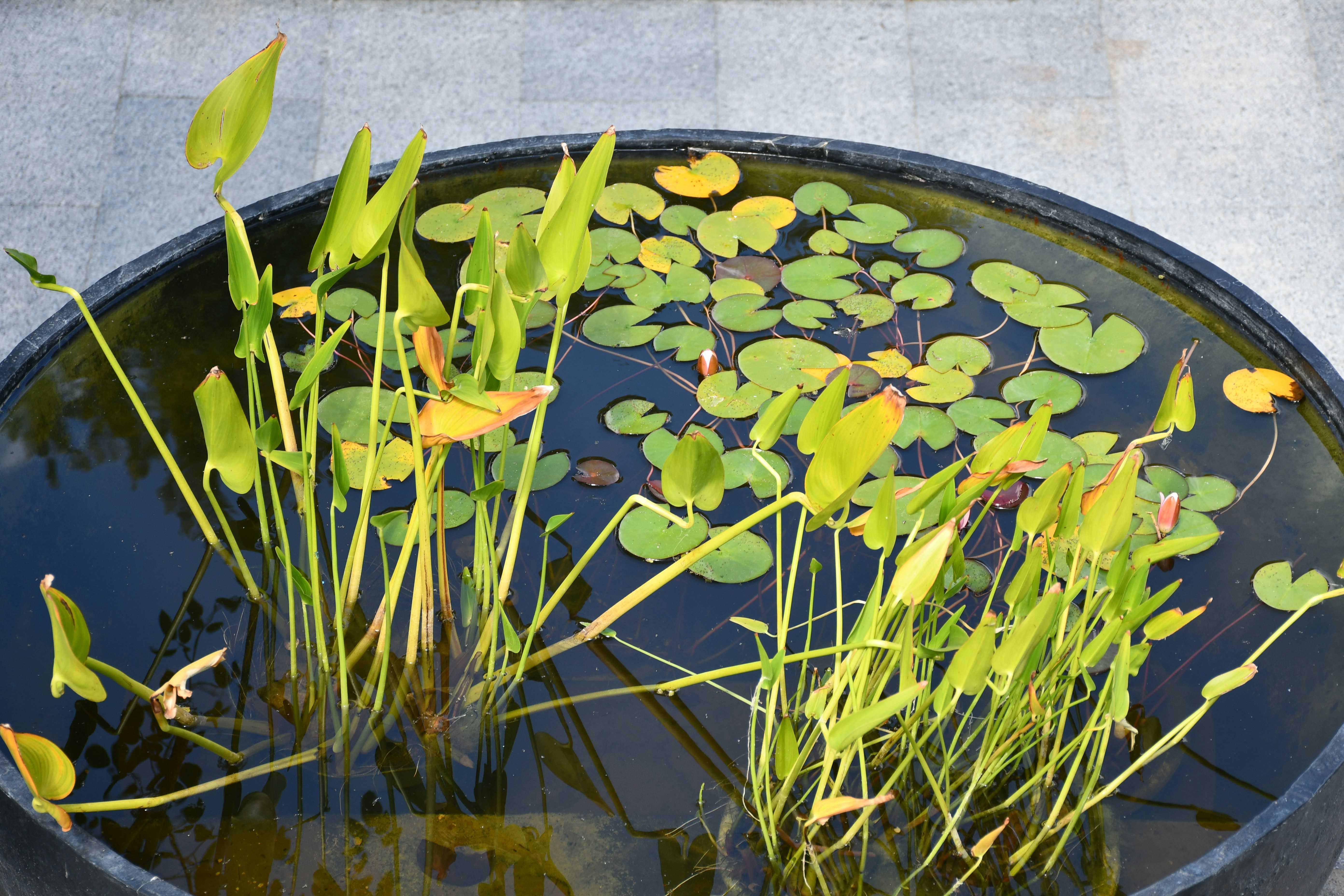 Lush green water plants thrive in a tranquil pond, surrounded by calm water and gentle reflections.