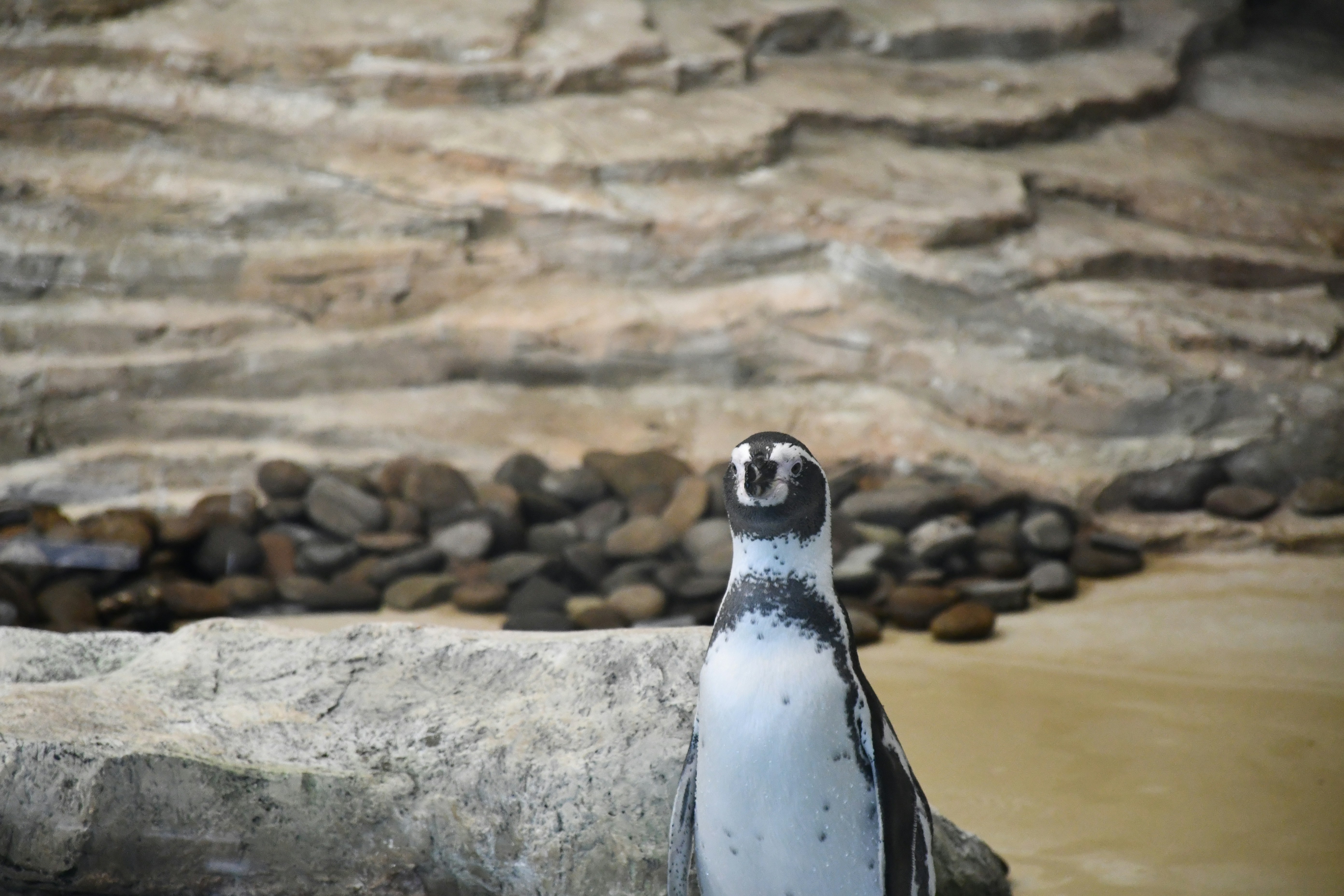 A solitary penguin stands on a rock in front of a textured backdrop of stones and water. The scene captures the essence of wildlife in a serene habitat.