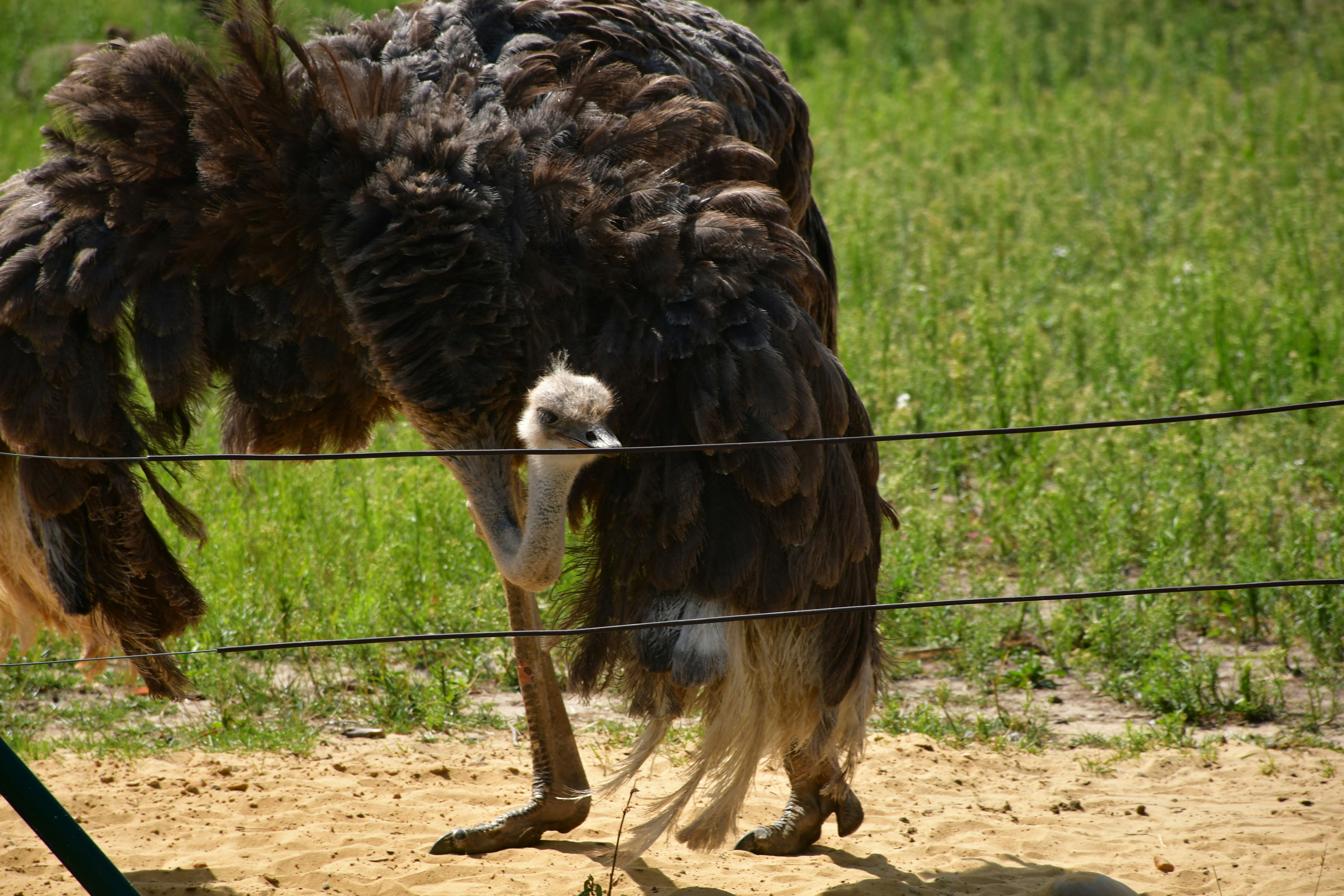The Curious Stride of an Ostrich