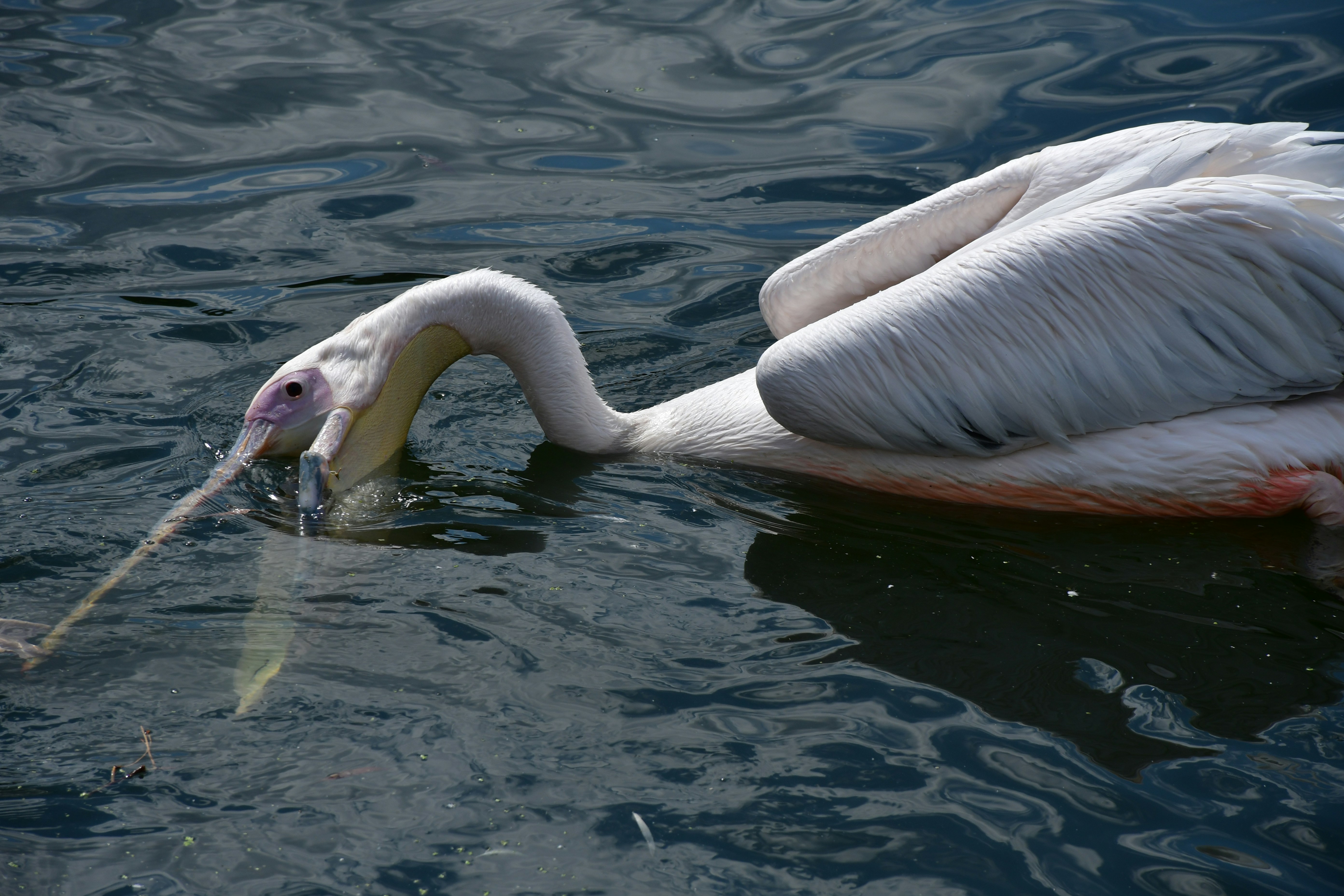A white pelican dips its beak into dark water.