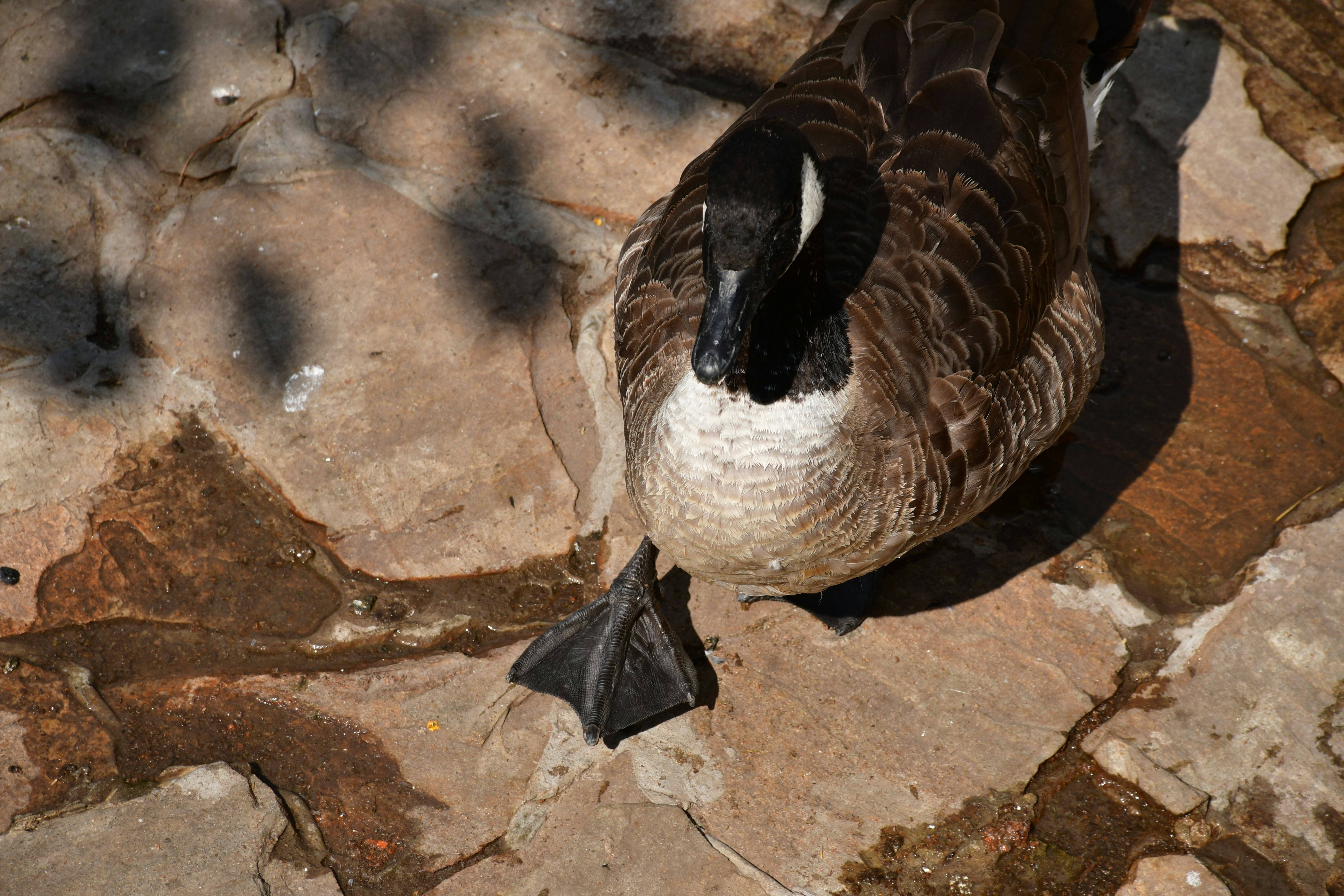 Stone-Bound Goose: Sunlit Contrast on a Pebble Stage