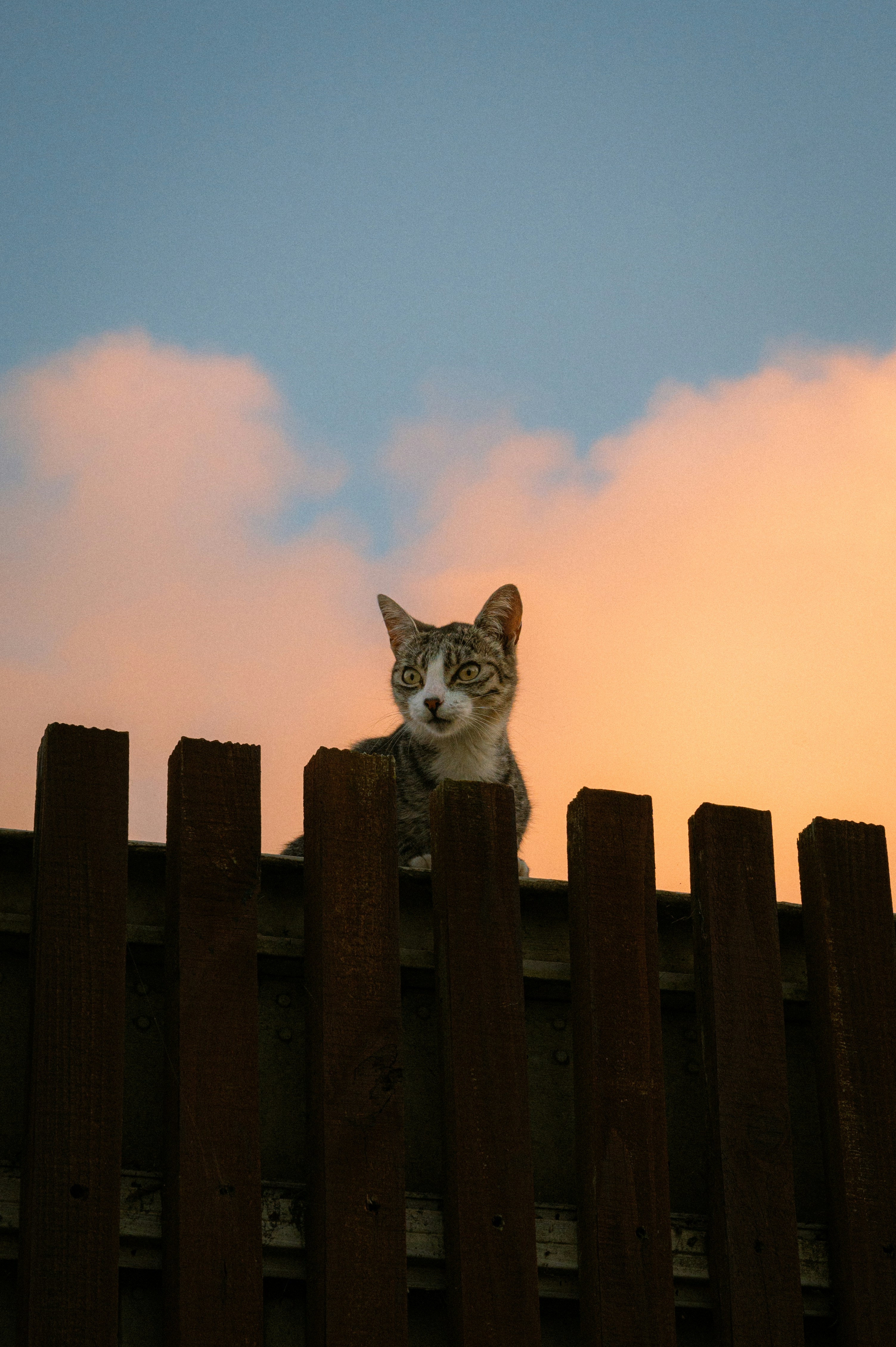 Whiskers on the Edge of Twilight