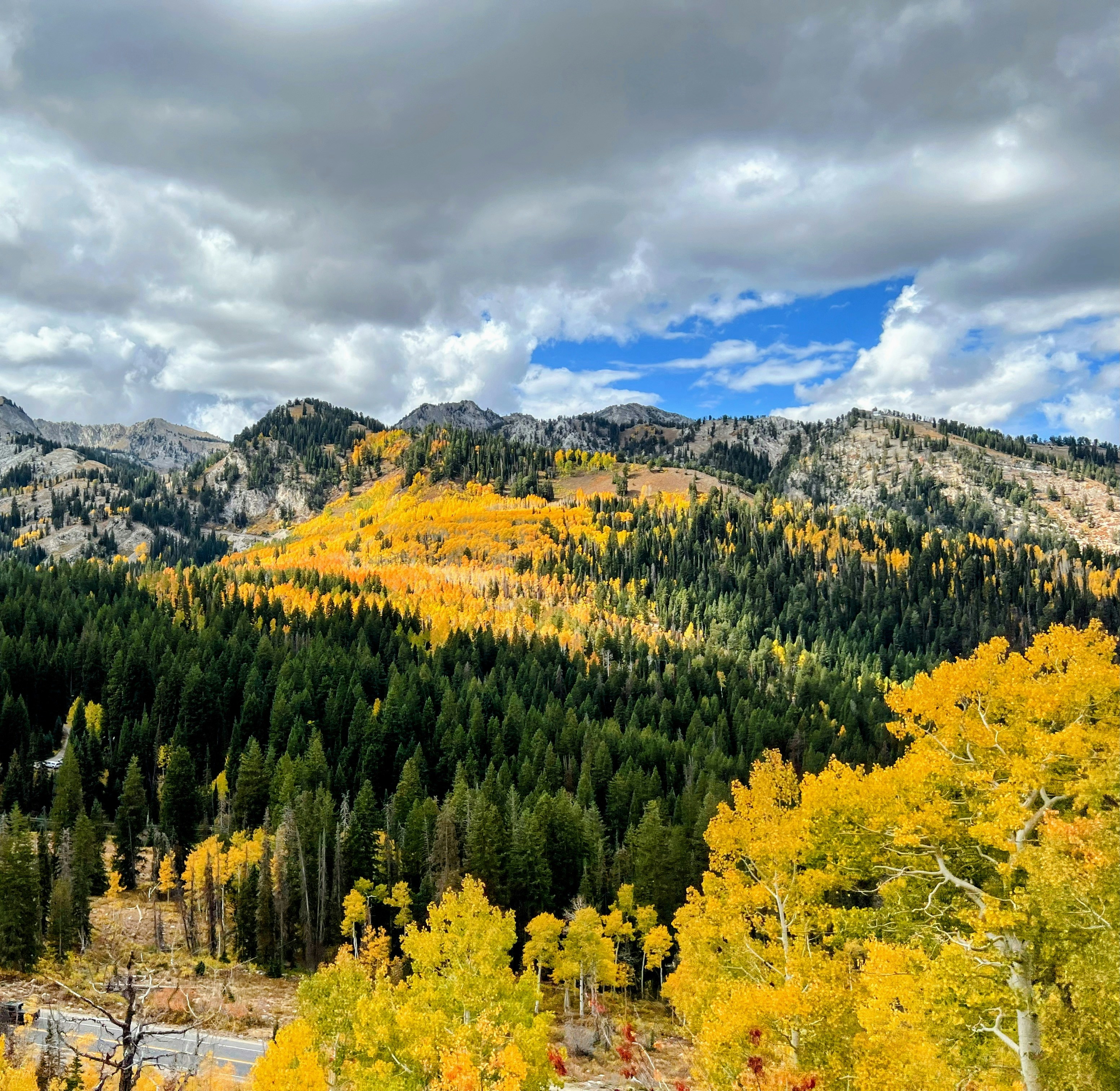 Vibrant aspen trees adorned in golden foliage blanket the mountainside under a dramatic sky. The interplay of colors creates a striking autumn landscape.