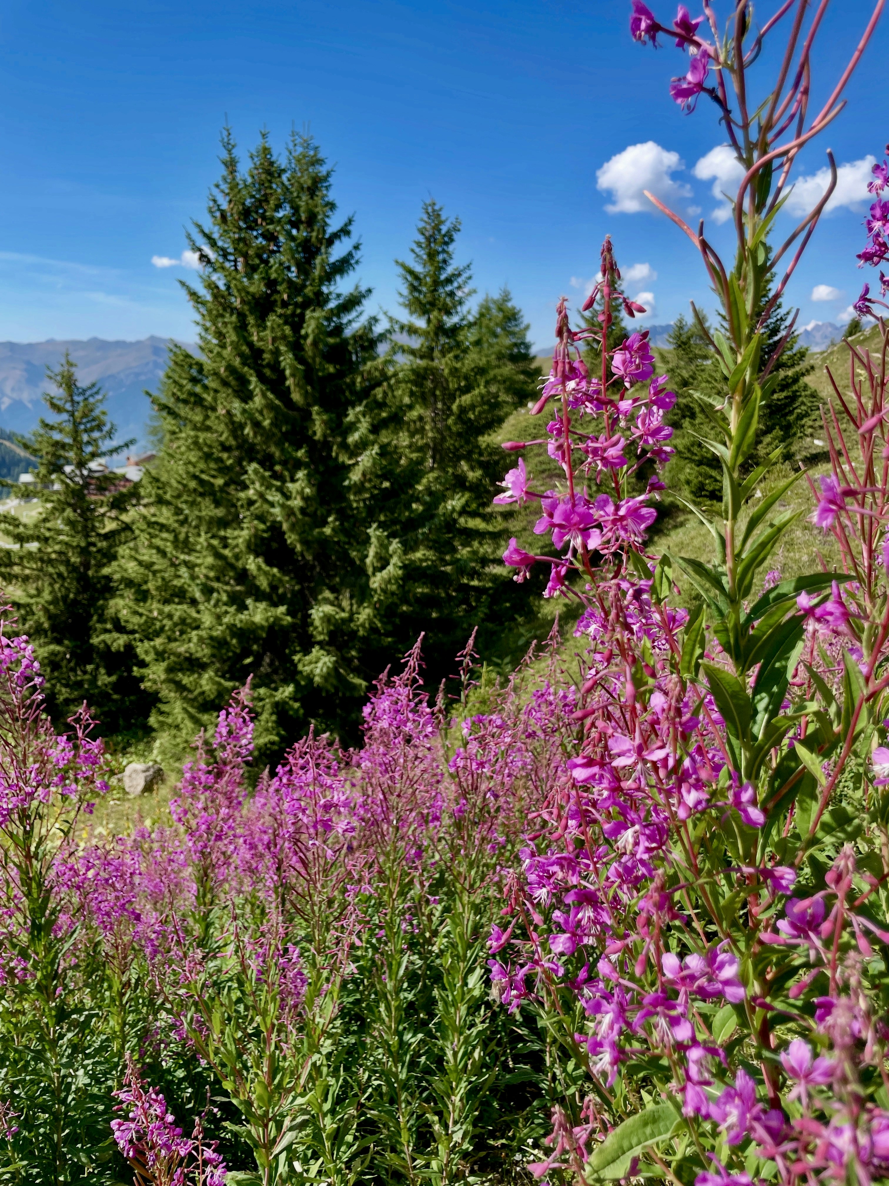 Vibrant Blossoms Amidst Alpine Serenity