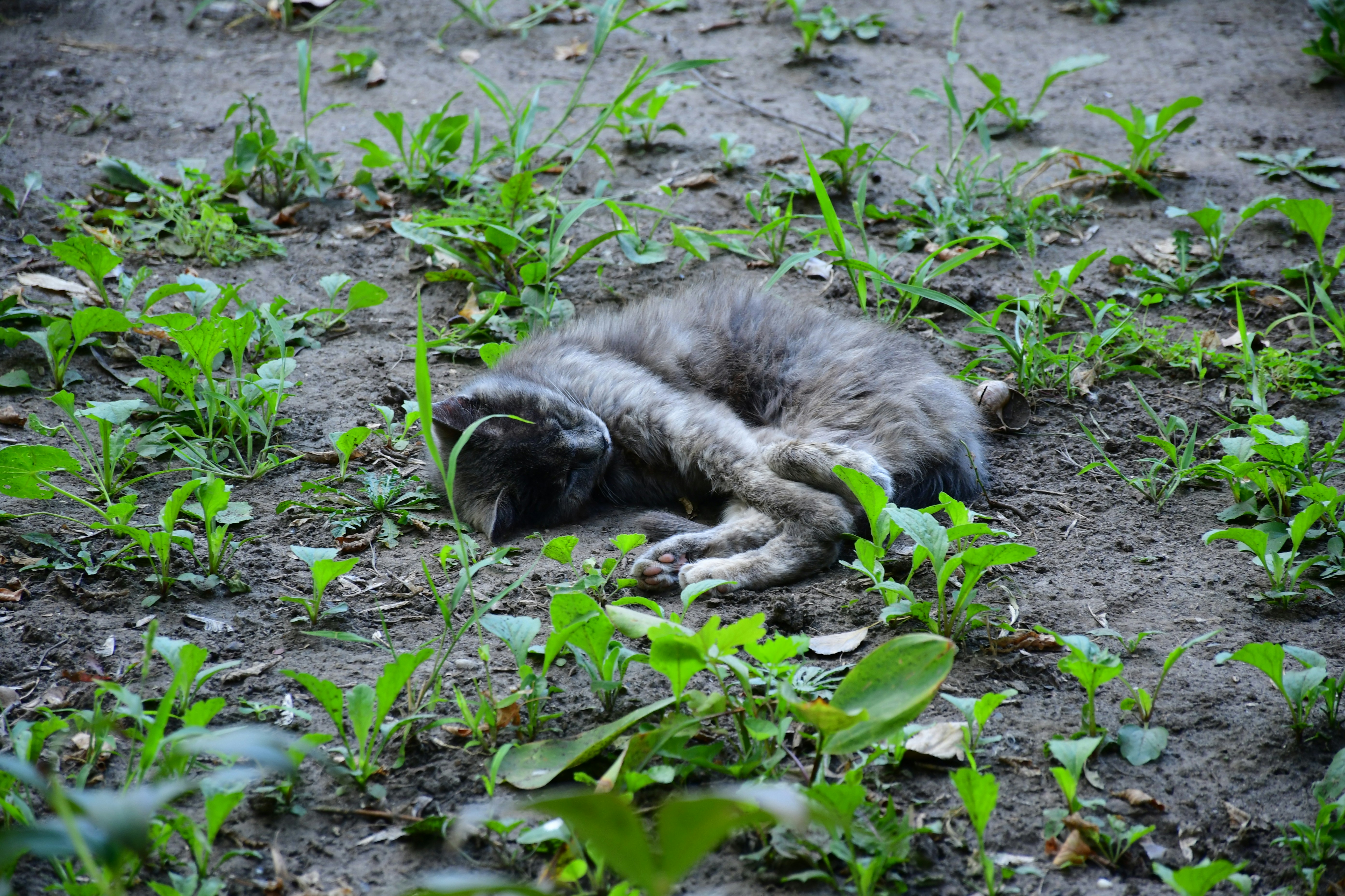 Whiskered Serenity: A Feline's Retreat in the Green
