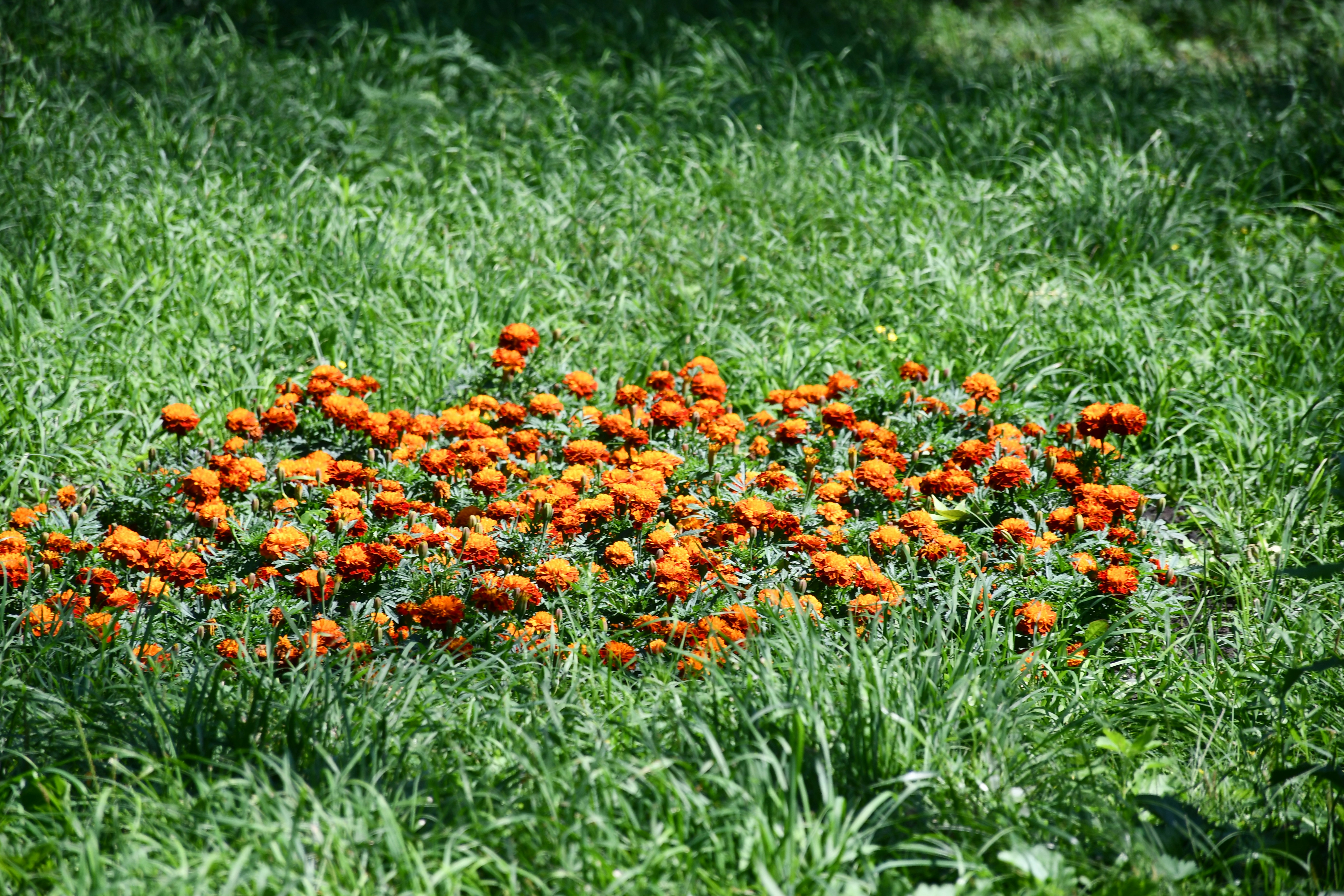 Golden Blossoms Amidst Lush Greenery