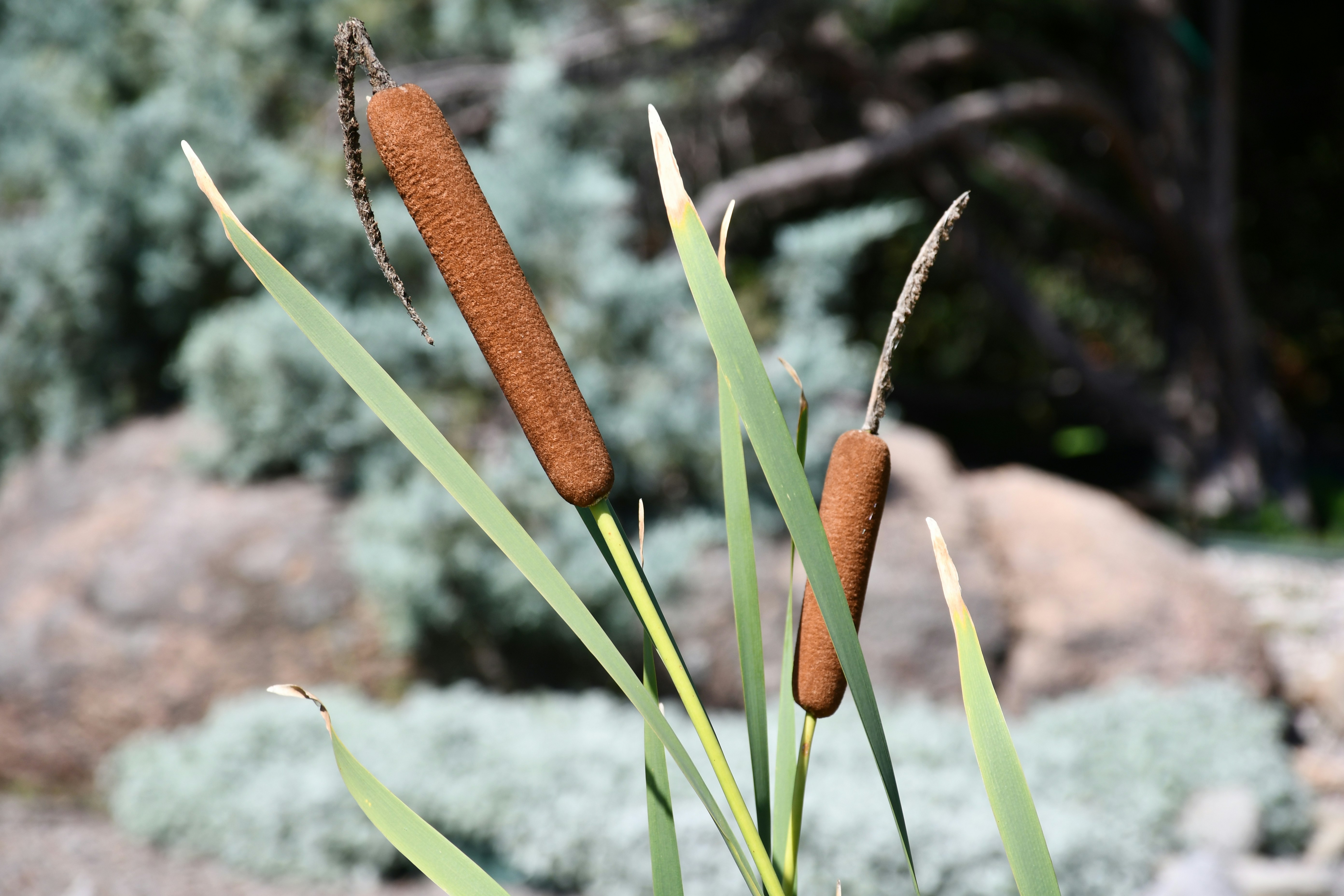 Whispering Cattails: Close-Up of Seed Heads in a Quiet Garden