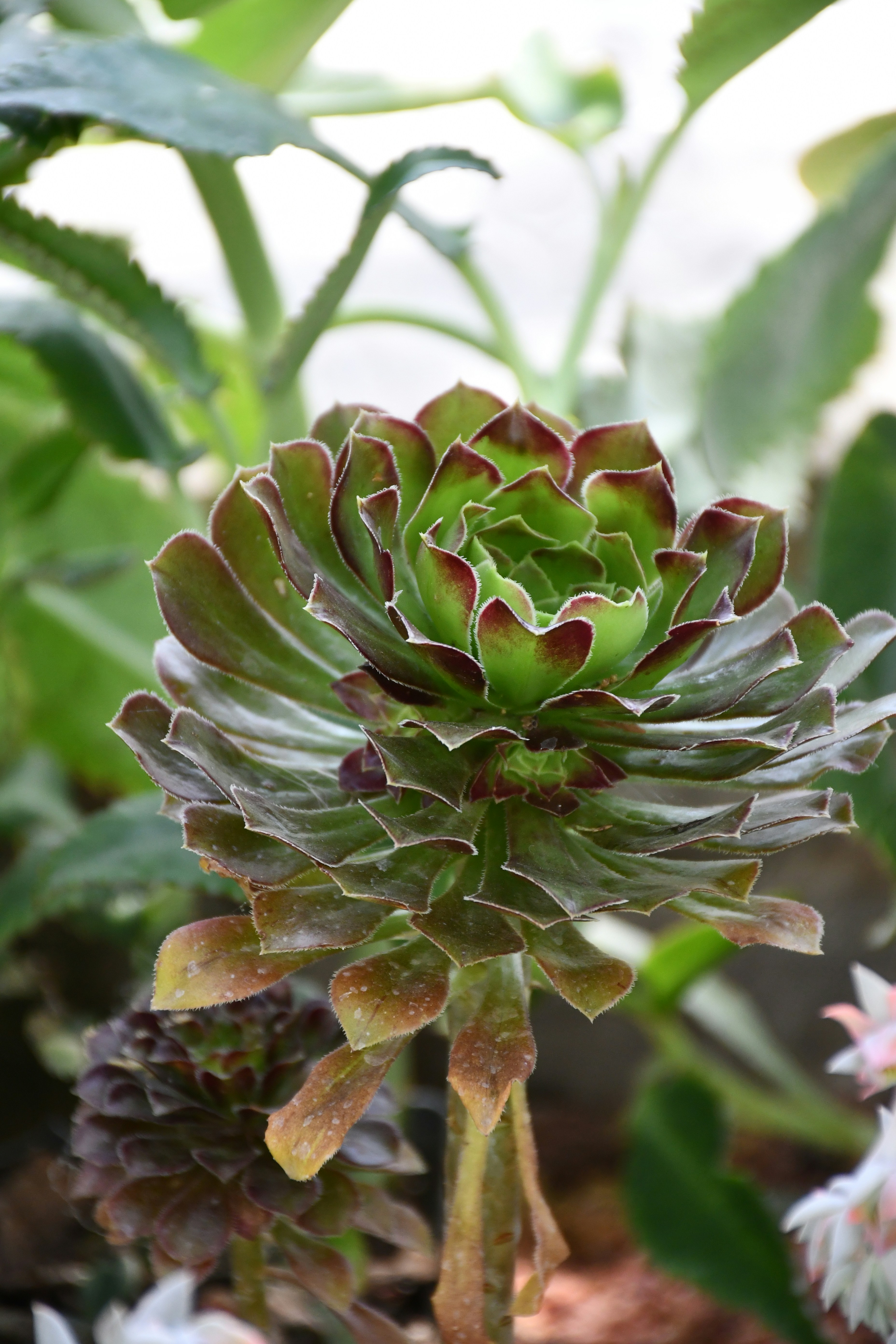 Nature's Spiral: A Succulent Symphony