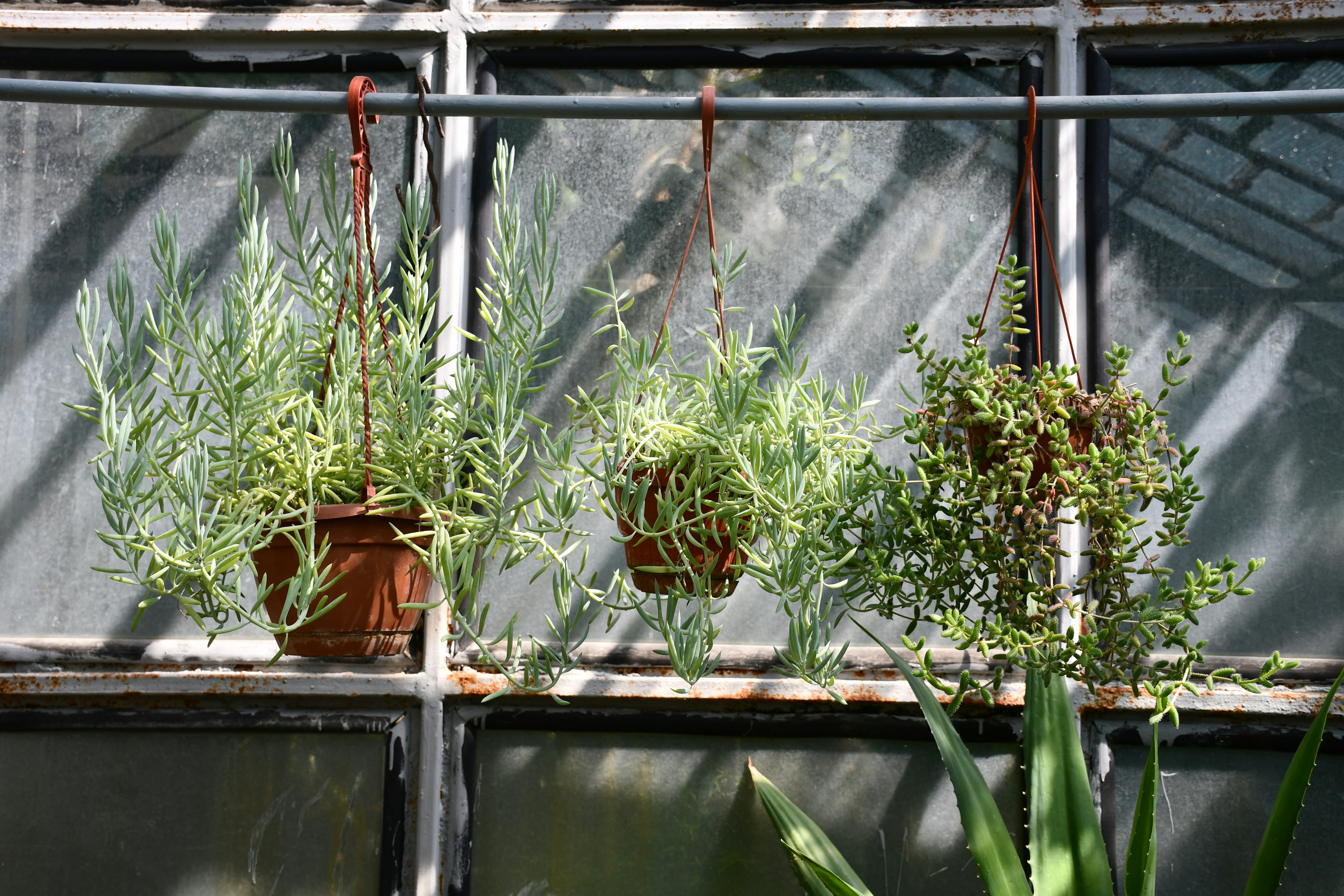 Three hanging plants in pots in front of window.