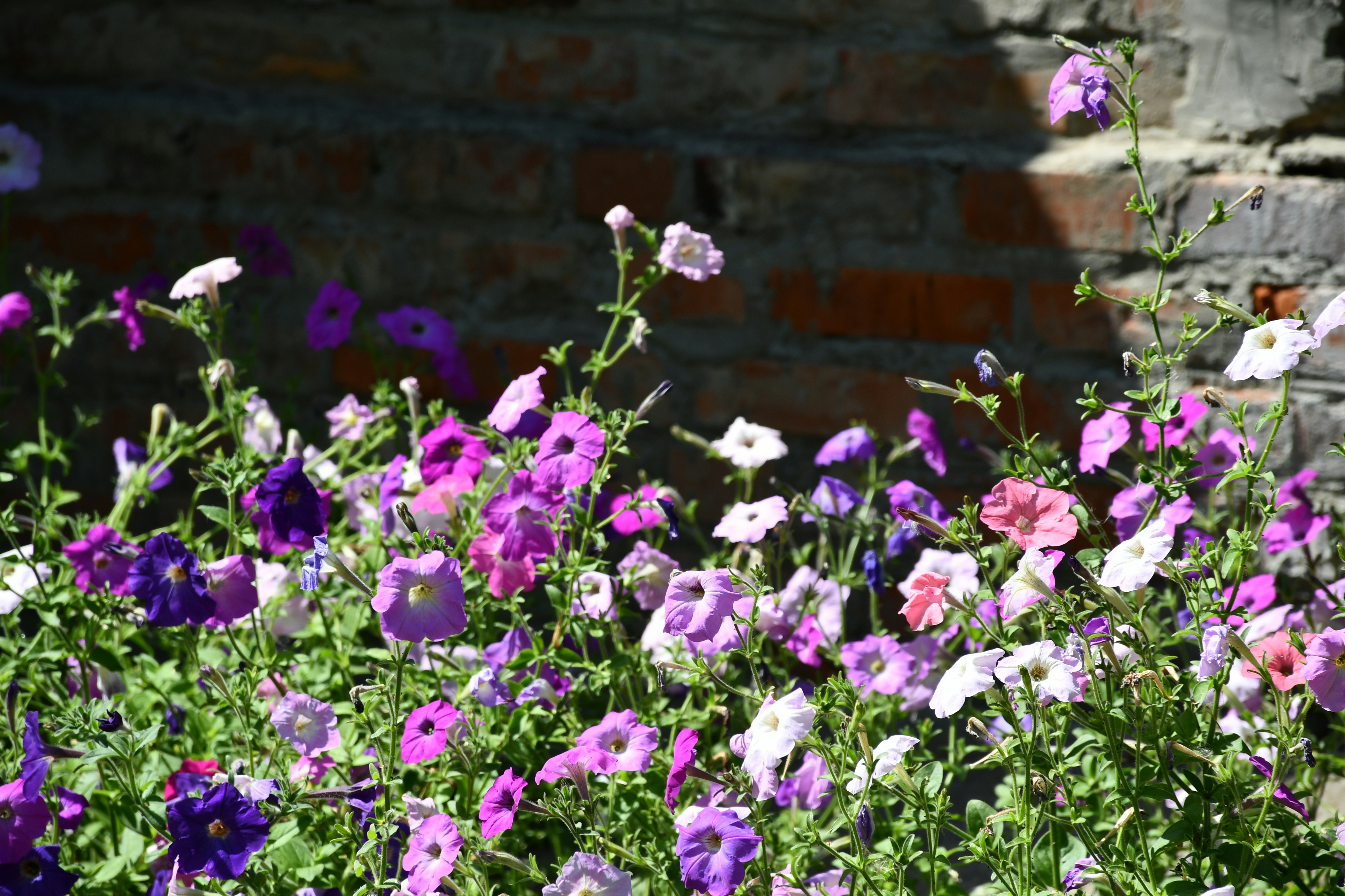 Whispers of Color: A Floral Tapestry