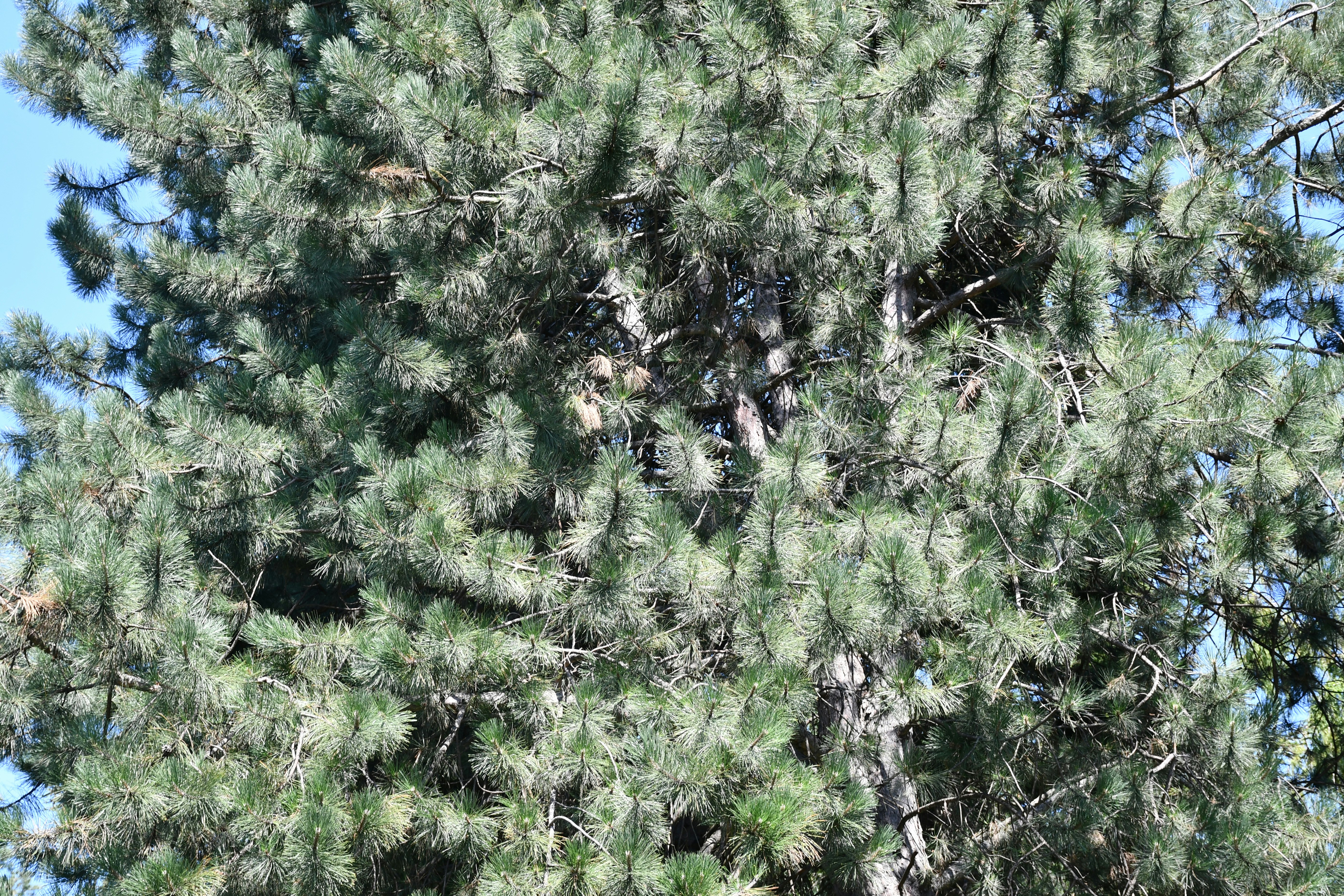 Sunlit Pine Needle Tangle Under a Clear Blue Sky